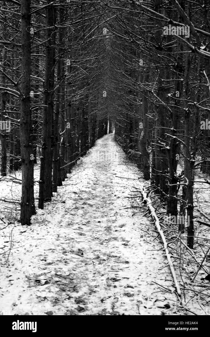 White street with pine trees Black and White Stock Photos & Images - Alamy