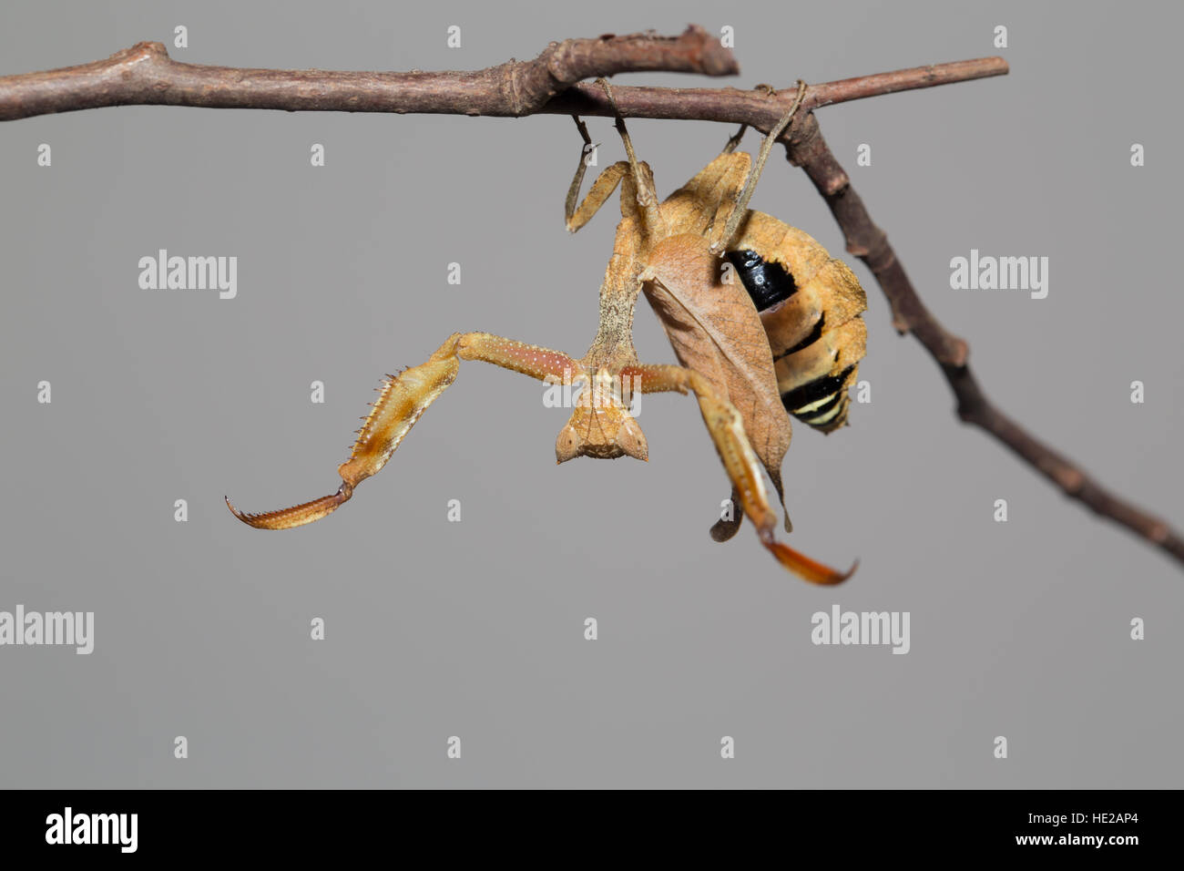 South American dead leaf mantis Stock Photo - Alamy