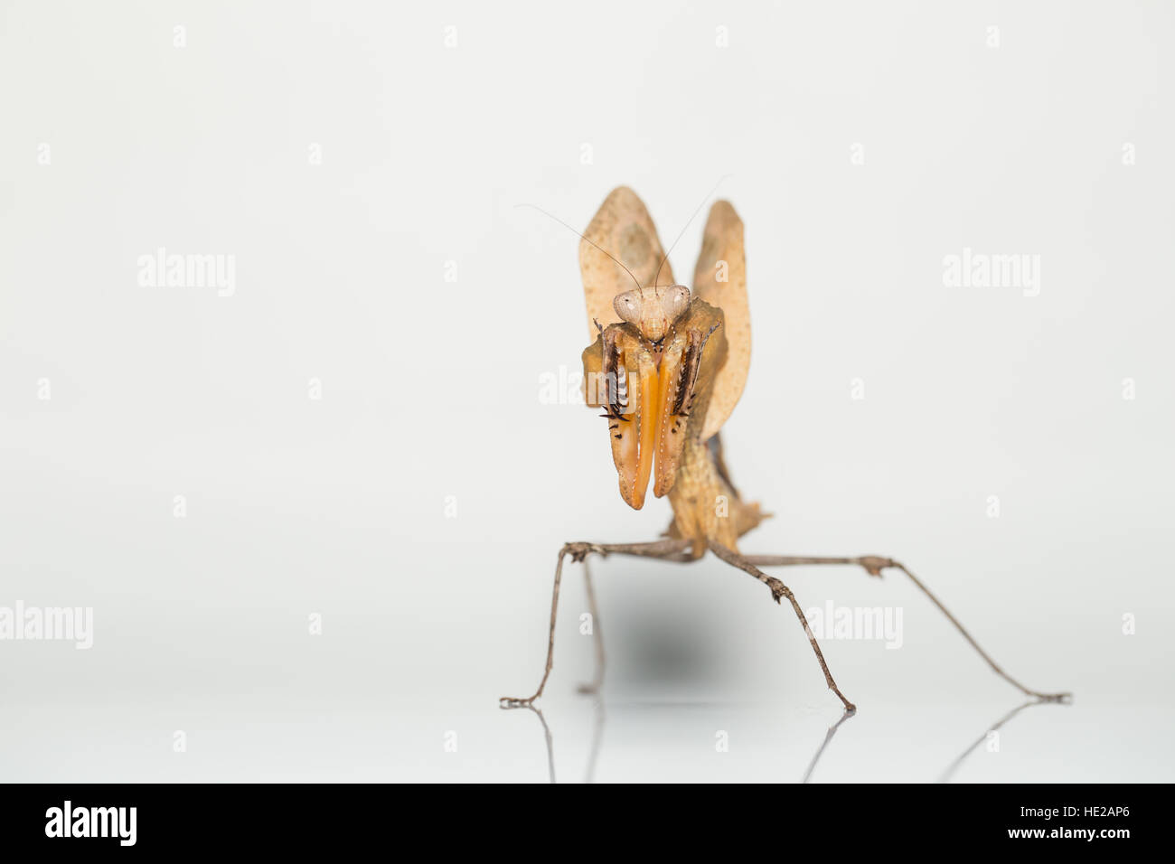 Malaysian dead leaf mantis Stock Photo - Alamy