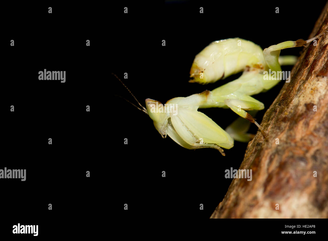 Yellow davison's orchid mantis Stock Photo - Alamy