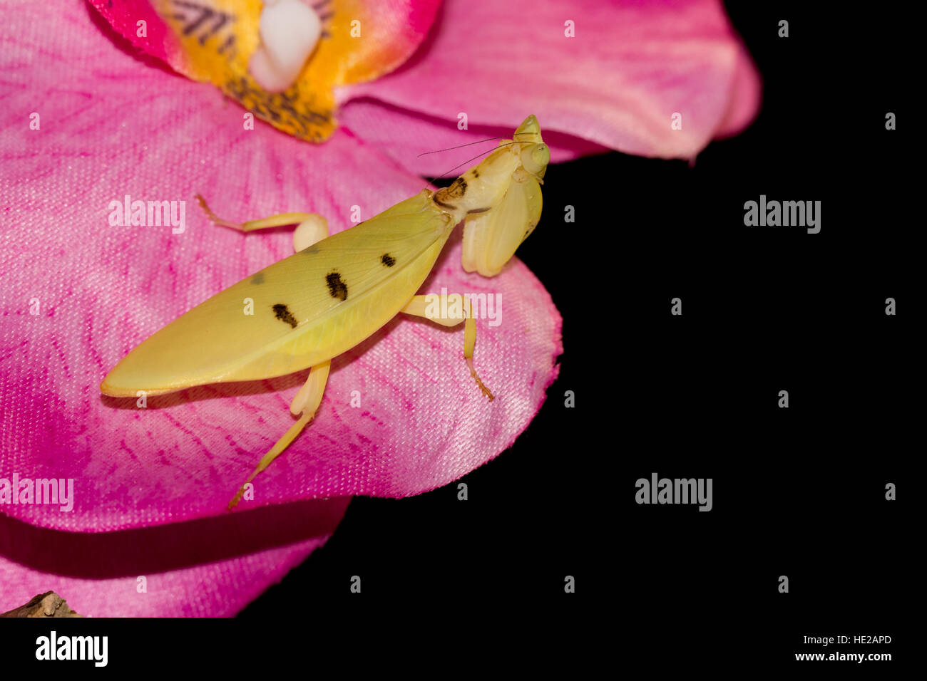 Davisons hi-res stock photography and images - Alamy