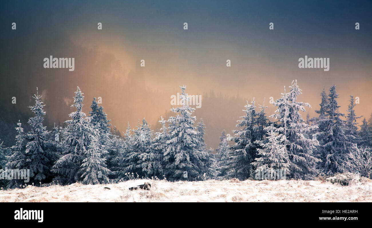 Amazing winter sunrise in the mountains above snowy fir trees. Ceahlau ...