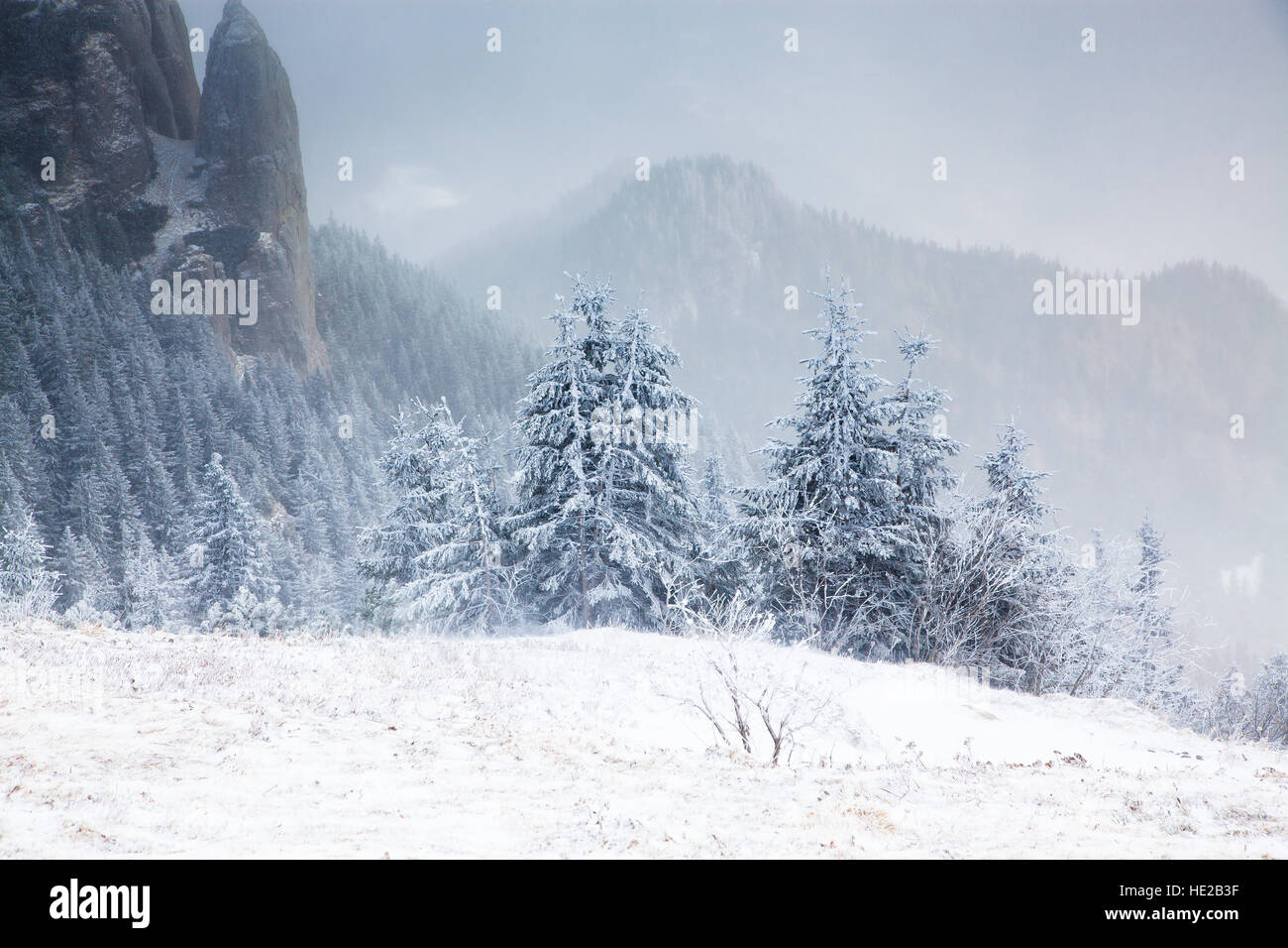 Trees covered with hoarfrost and snow in mountains, Ceahlau Massif ...