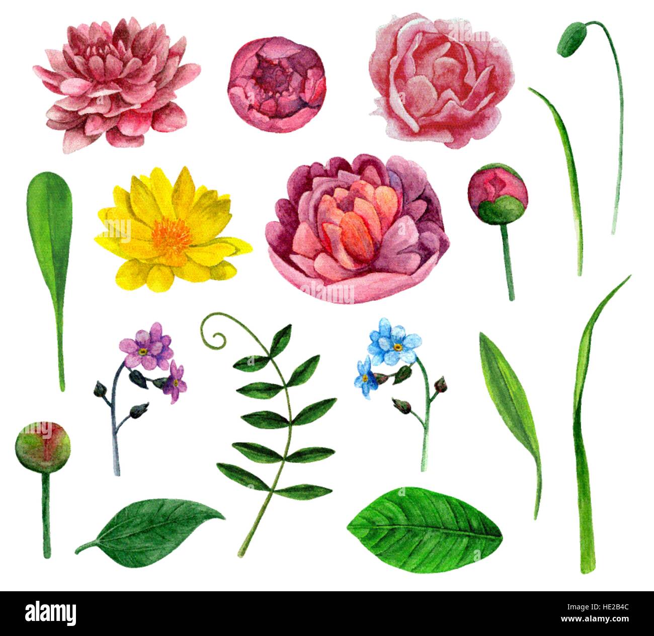 Botanical clipart hi-res stock photography and images - Alamy