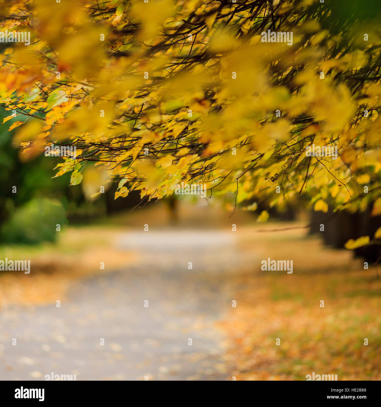 Blurred background with walking paths Stock Photo - Alamy