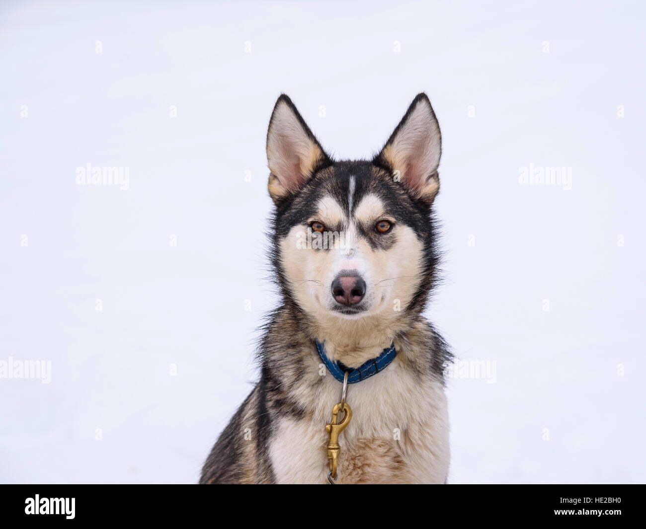 Husky dog hi-res stock photography and images - Alamy