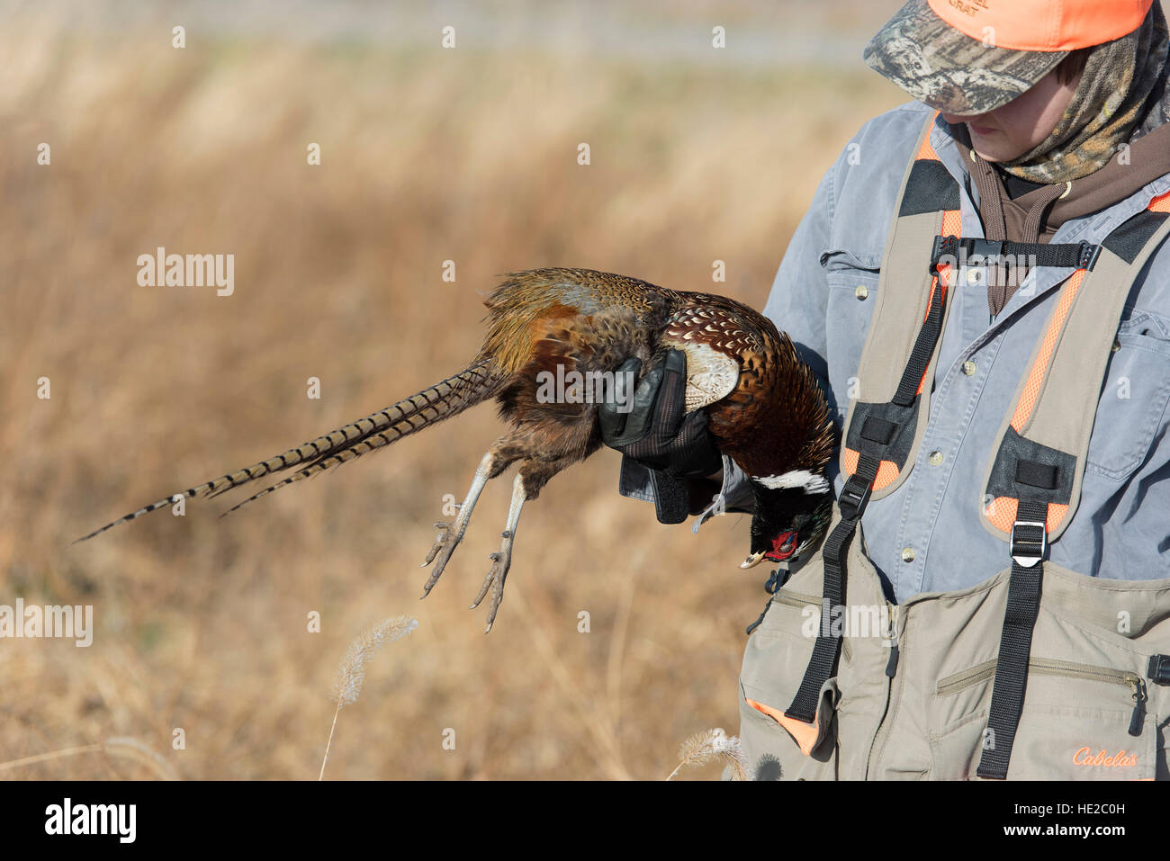 A pheasant hunter with a Rooster Pheasant Stock Photo - Alamy