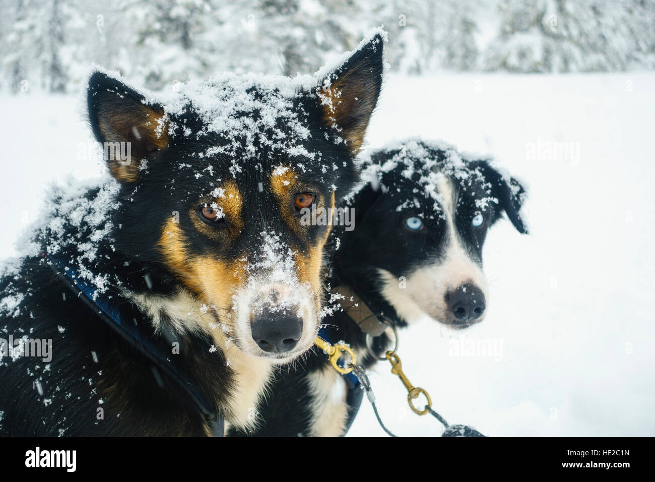 Husky dog, Dog sledding in Vindelfjällen, Sweden Stock Photo - Alamy