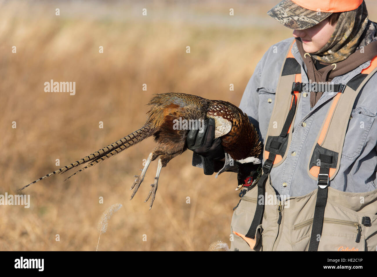 A pheasant hunter with a Rooster Pheasant Stock Photo - Alamy