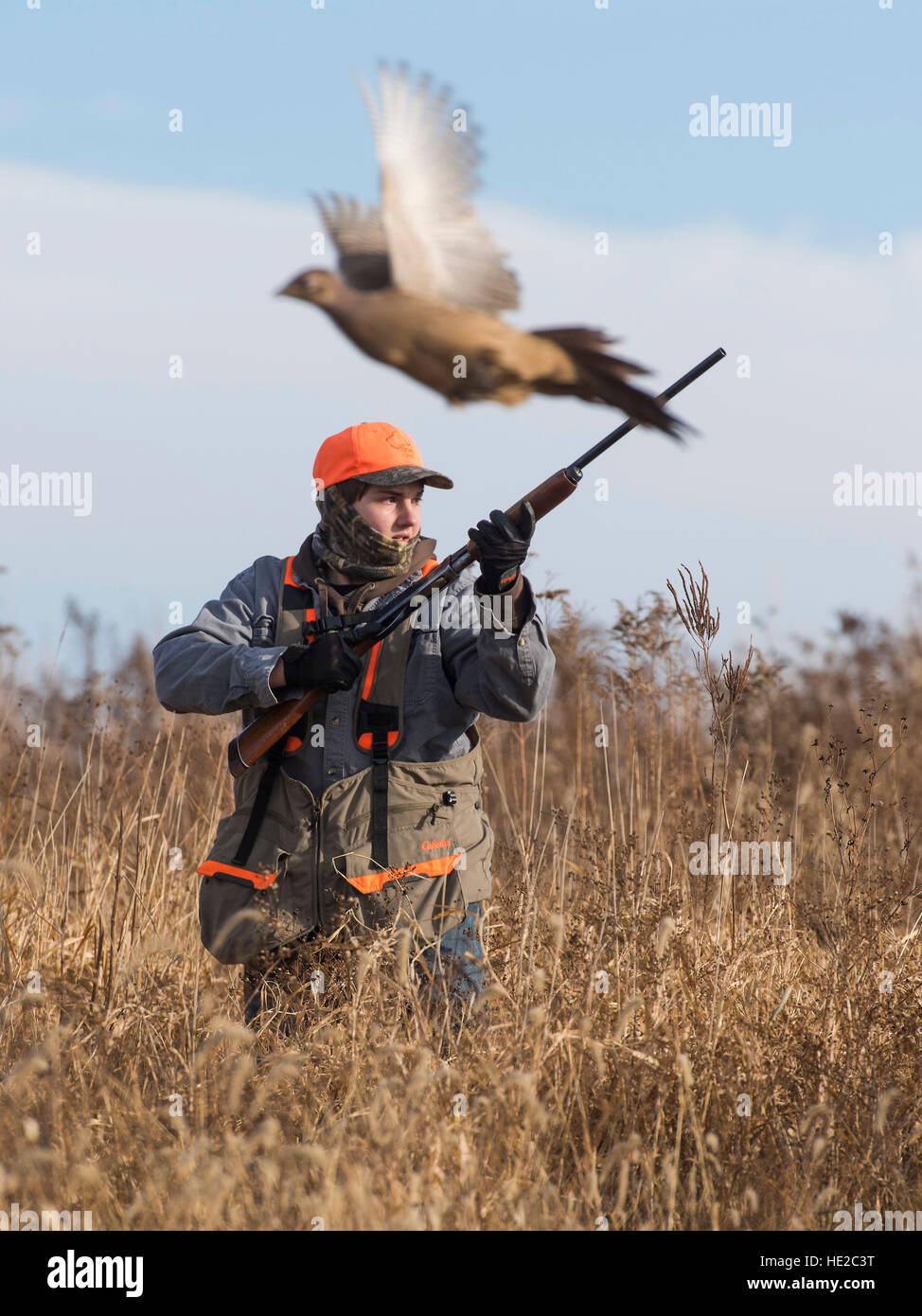 Young hunter out Pheasant Hunting Stock Photo - Alamy