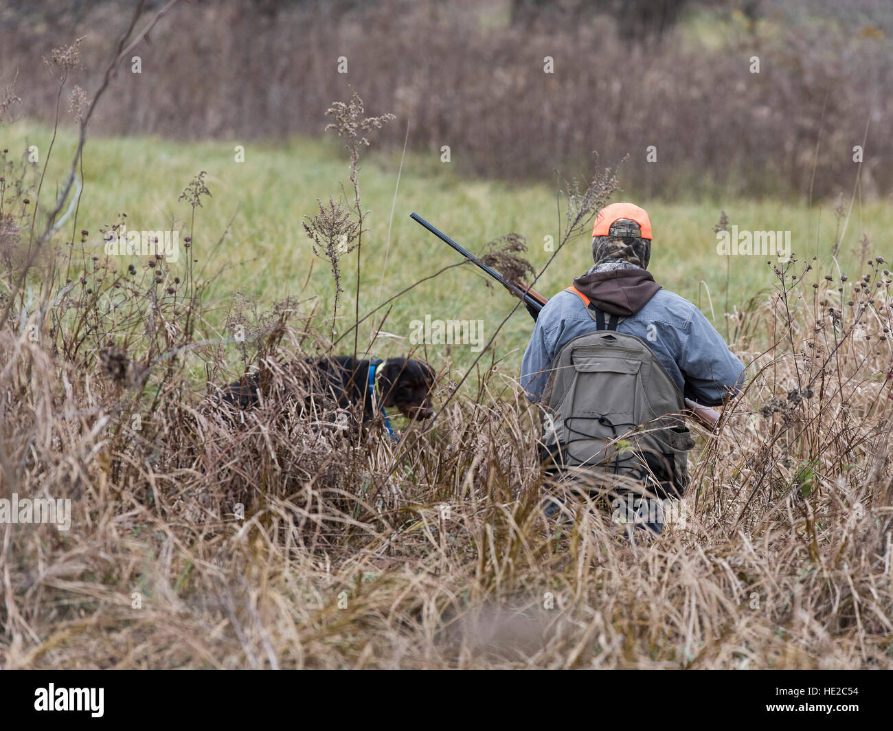 A young Pheasant hunter Stock Photo - Alamy