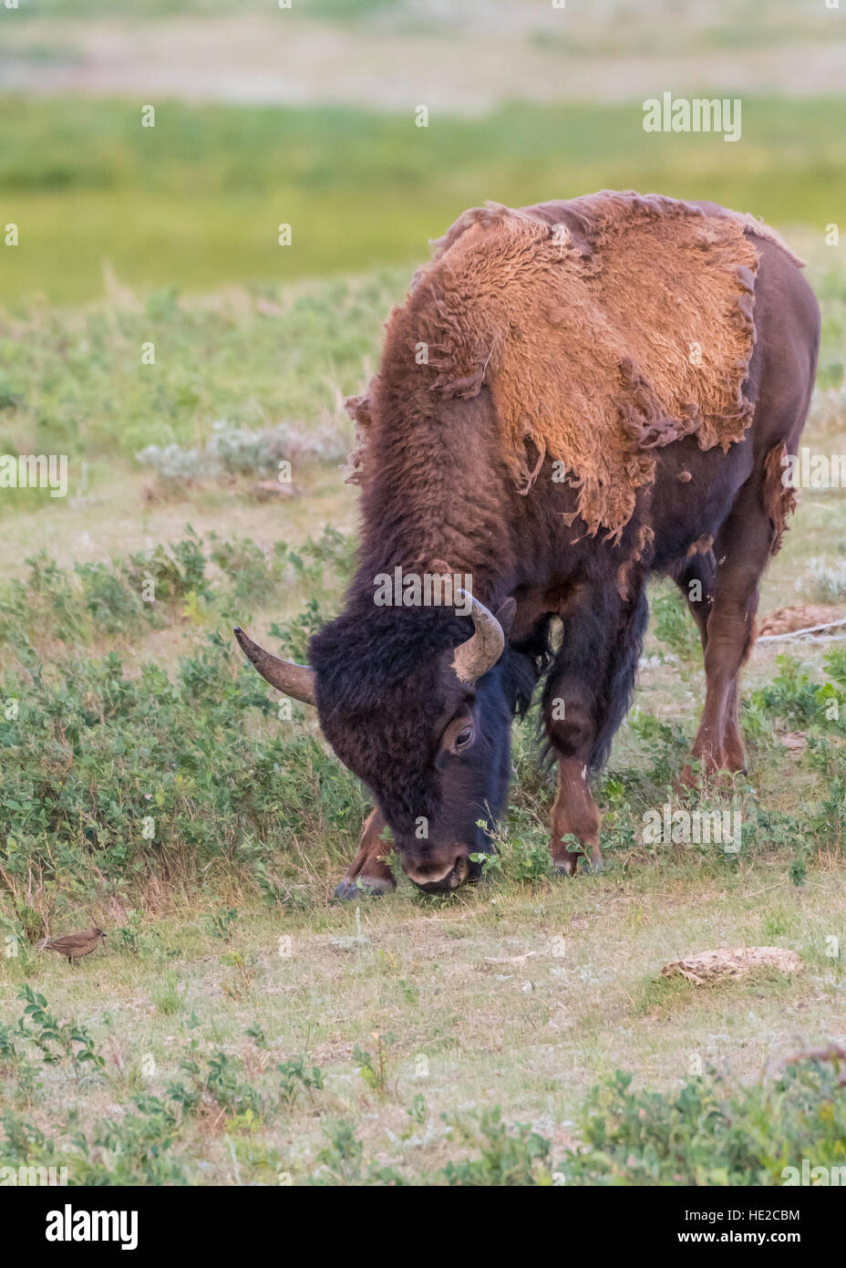 Bison bird hi-res stock photography and images - Alamy