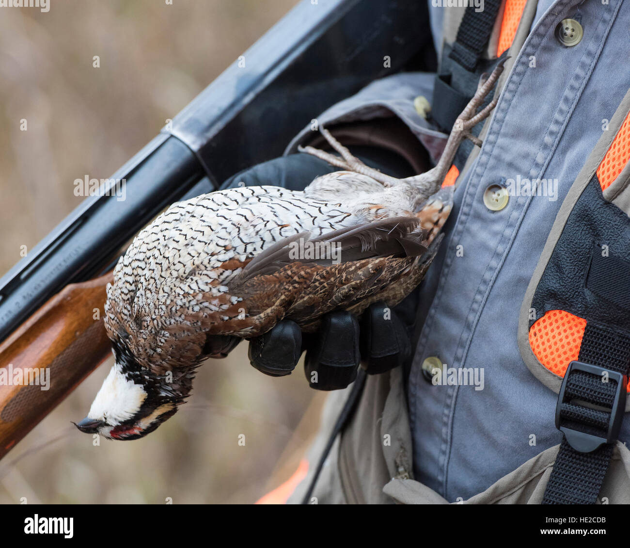 Bobwhite Quail hunting Stock Photo - Alamy