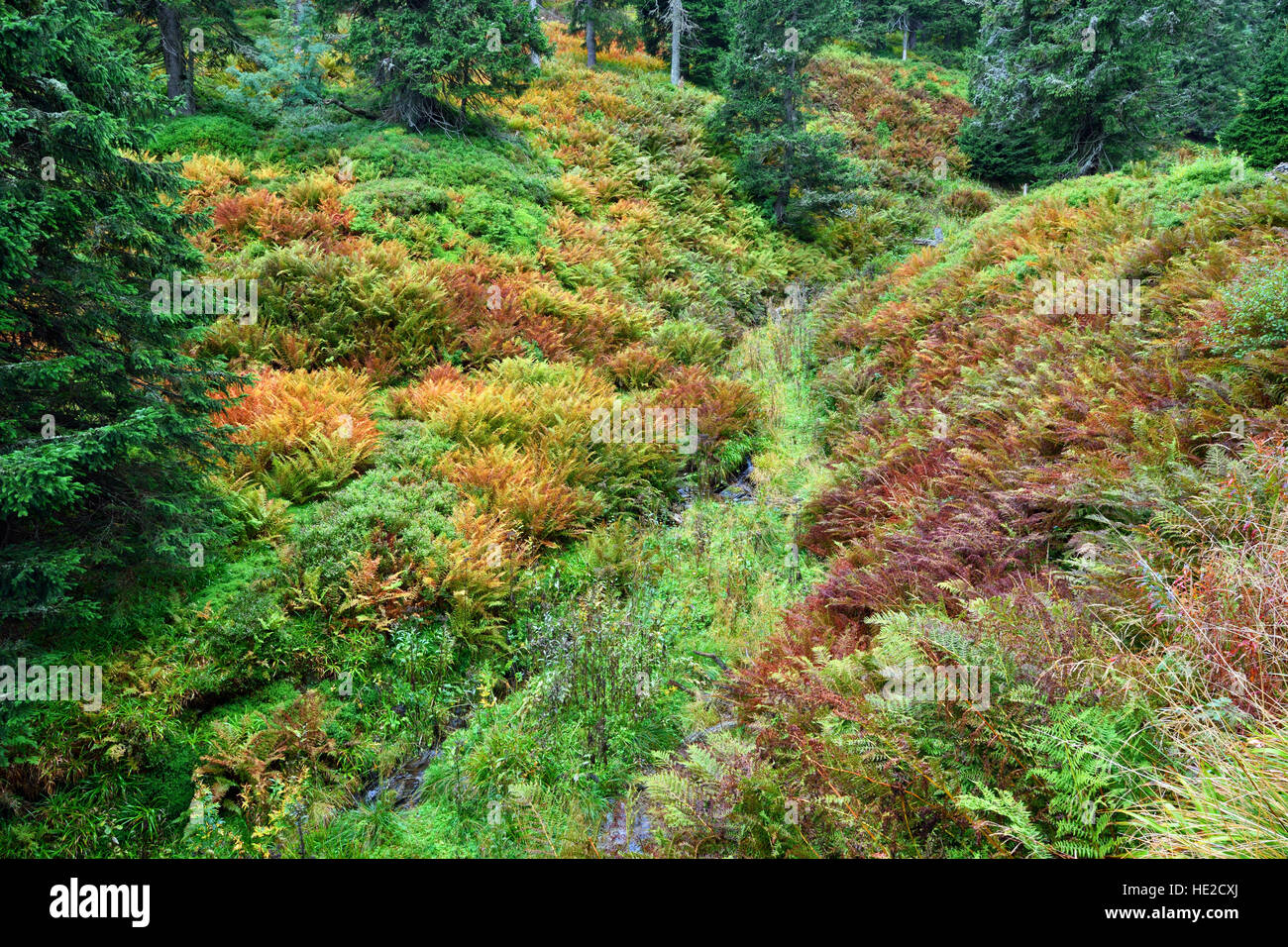 Highland dale with thick fern vegetation Stock Photo - Alamy