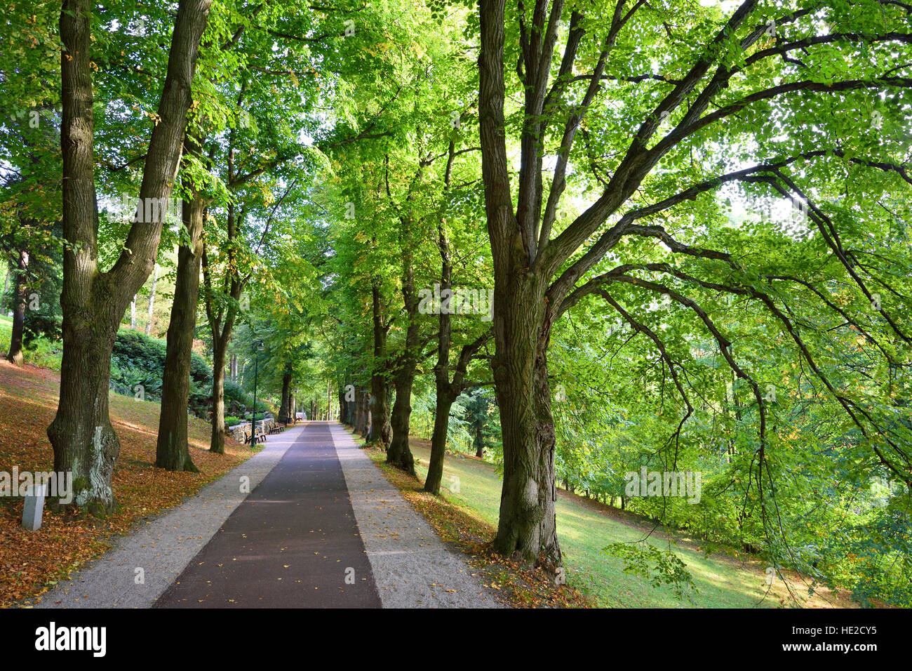 Long alley of green trees with a straight road Stock Photo - Alamy