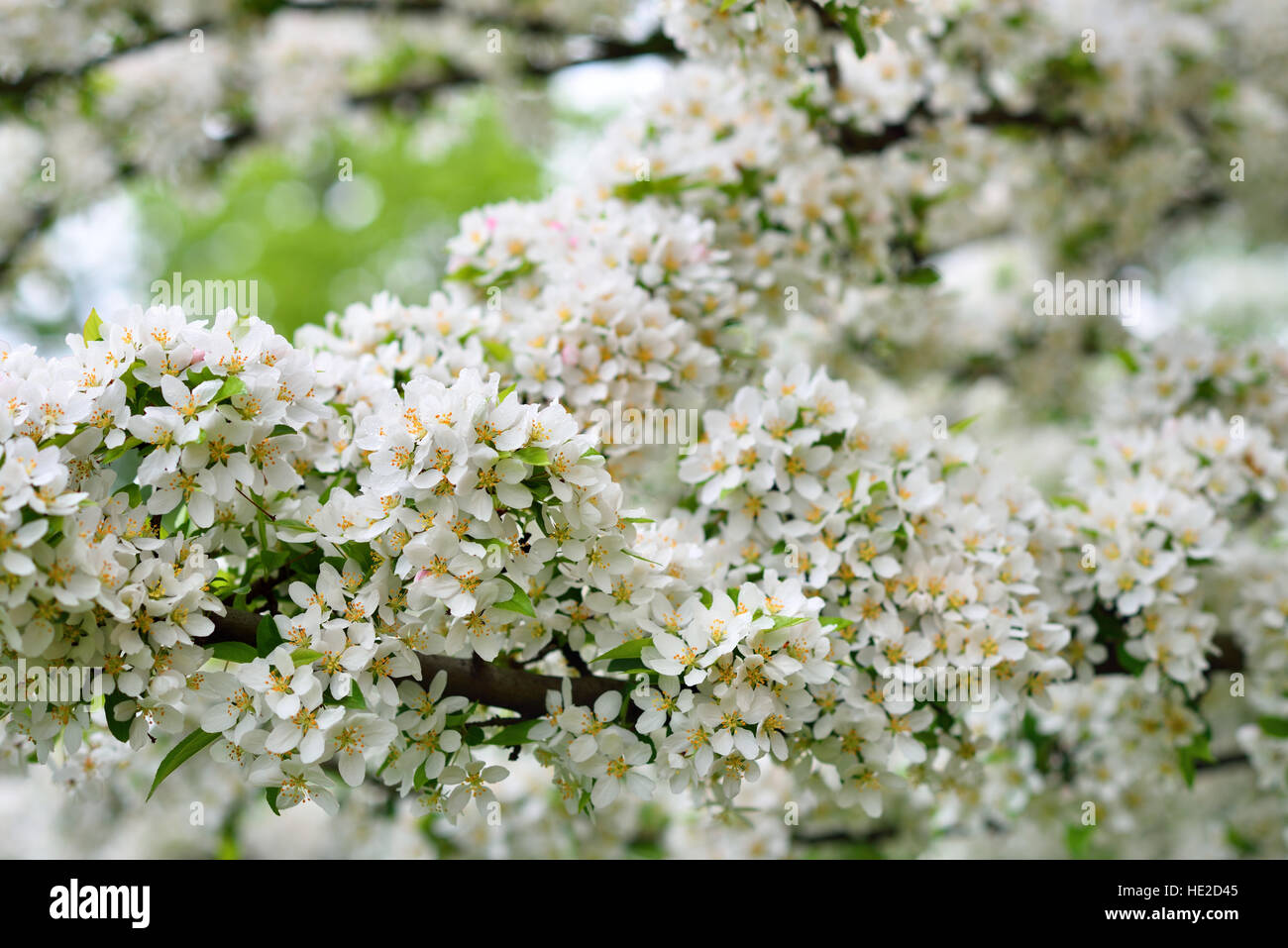 Thick apple blossoms hi-res stock photography and images - Alamy