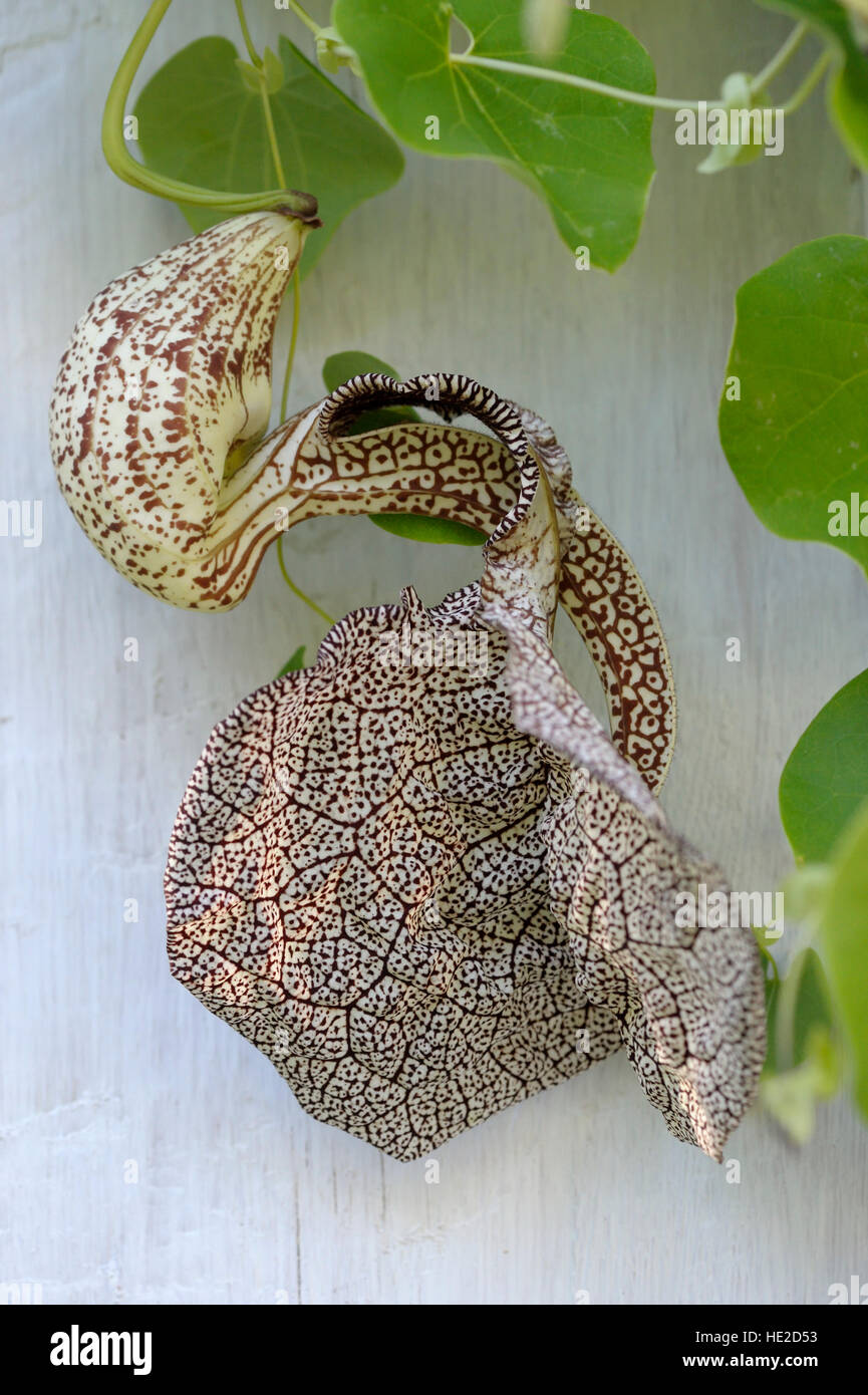 Aristolochia sp. aff. labiata 'Macae de Cima' in flower Stock Photo - Alamy
