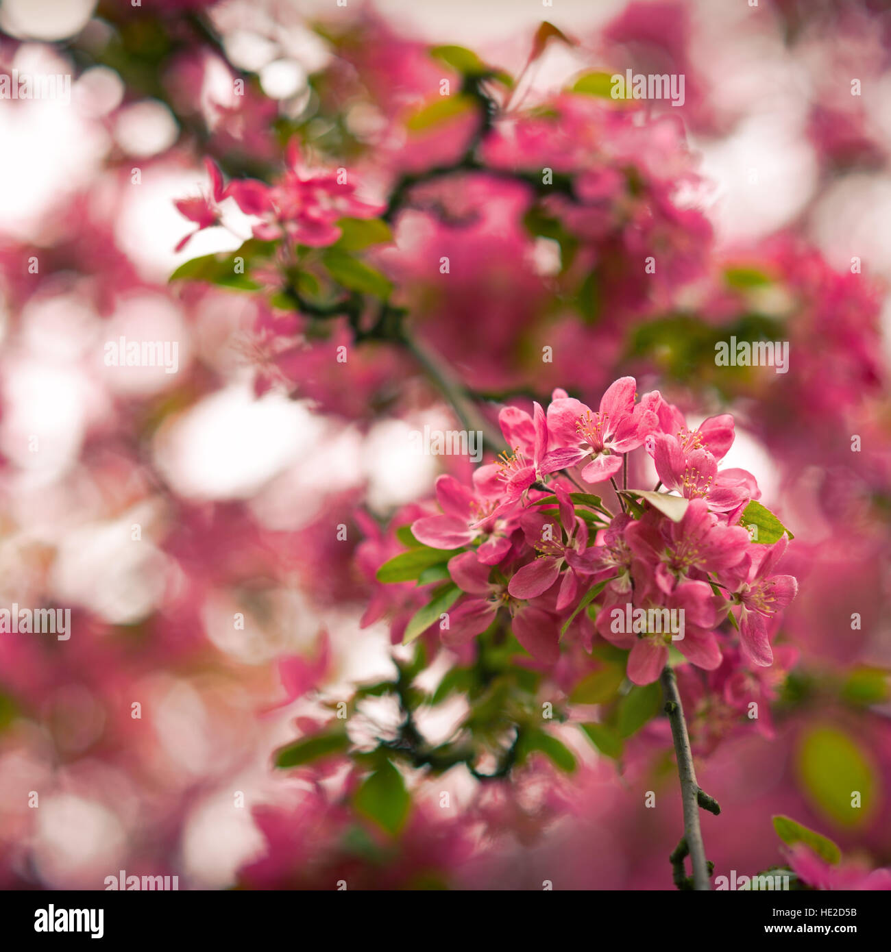 Sakura tree blooming in spring detail Stock Photo - Alamy