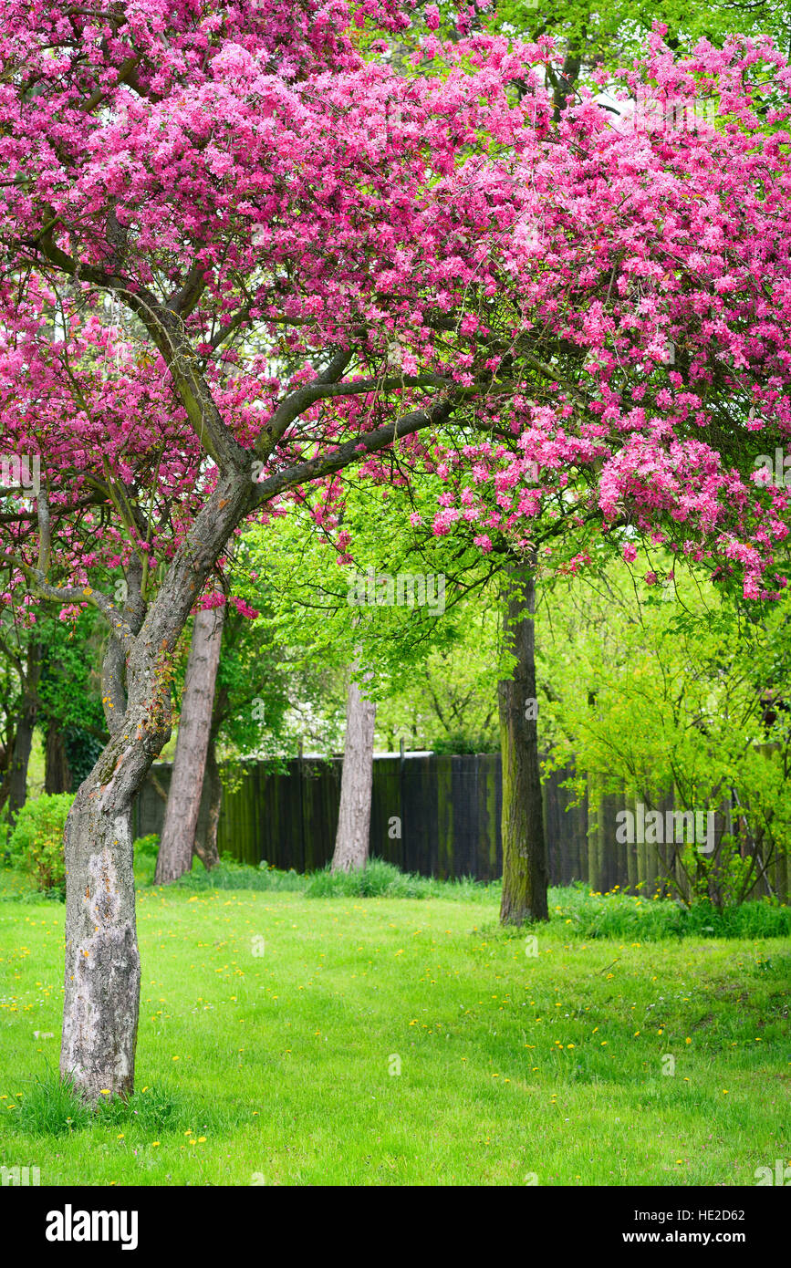 Sakura tree blooming in early spring season Stock Photo - Alamy