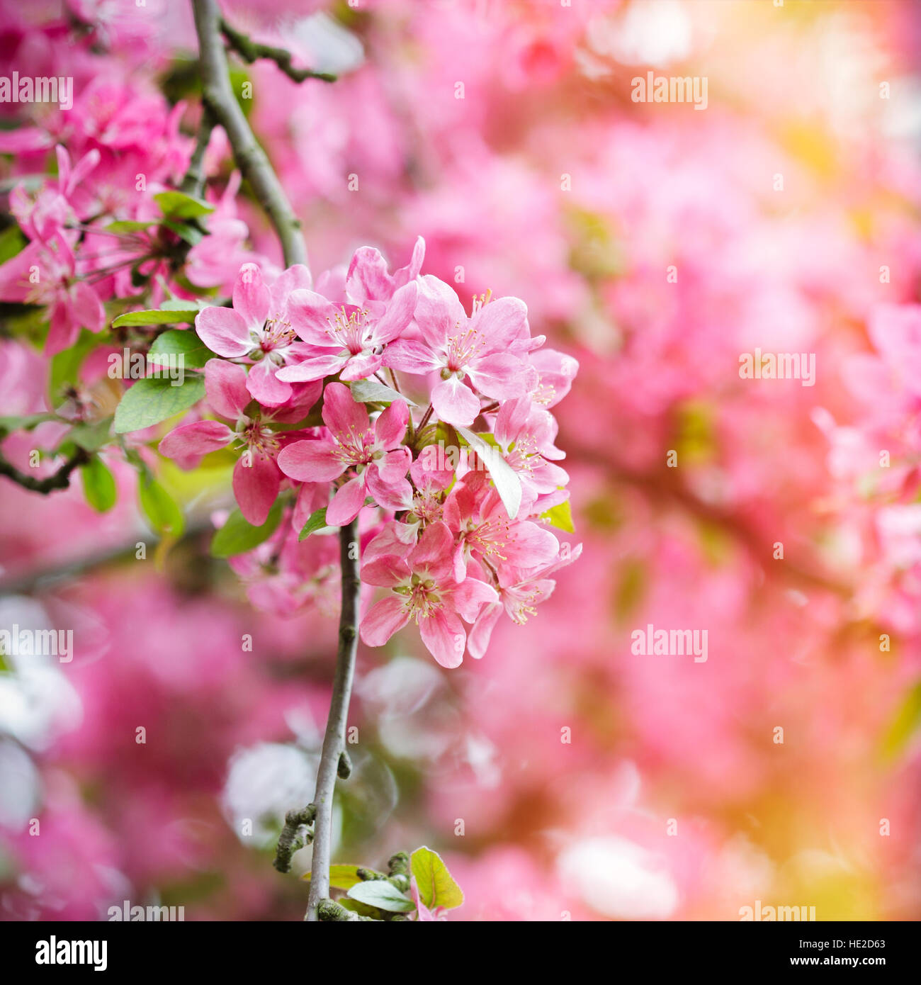 Red blossom tree blooming in spring season Stock Photo - Alamy