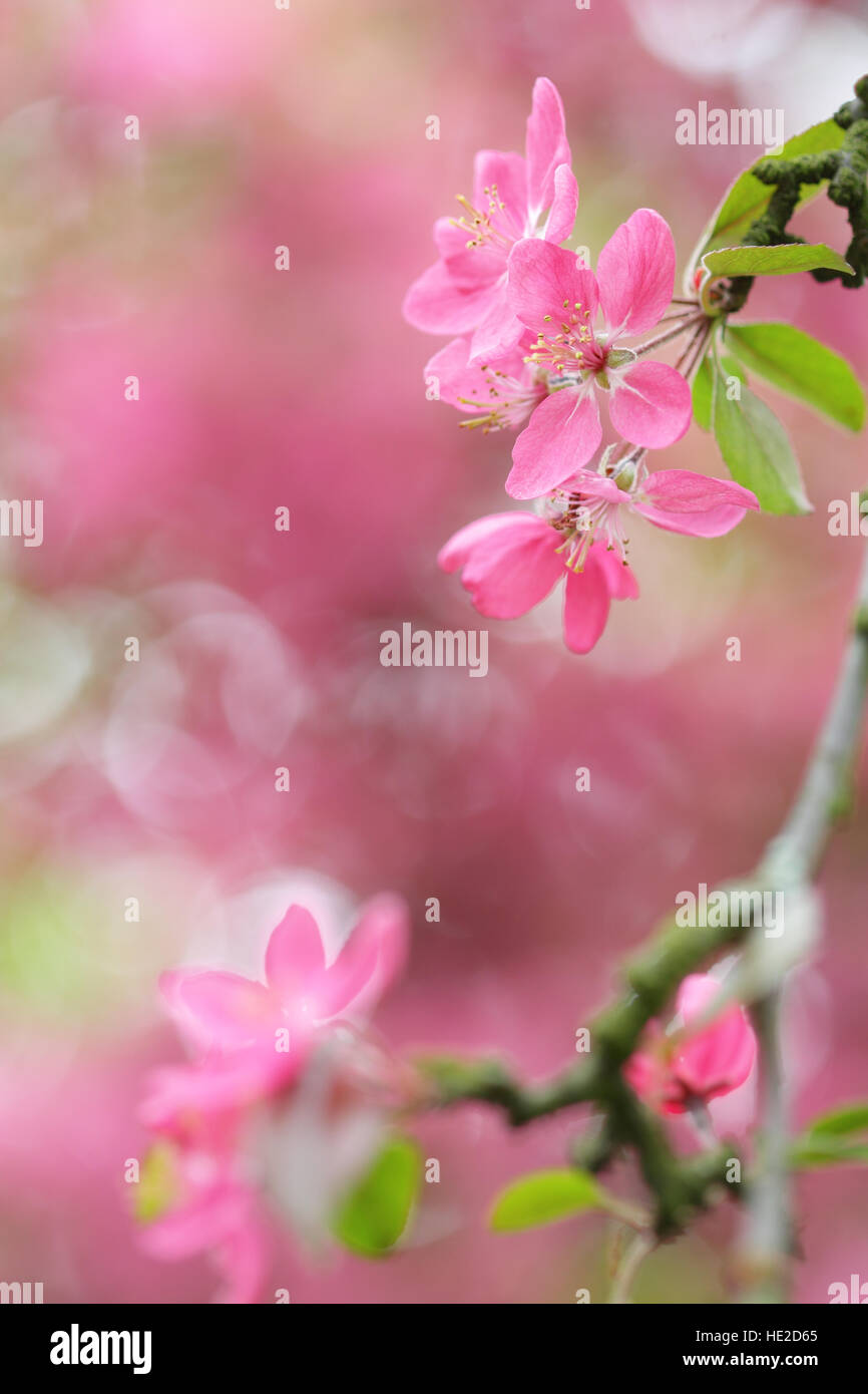 Red blossom tree blooming in springtime season Stock Photo - Alamy