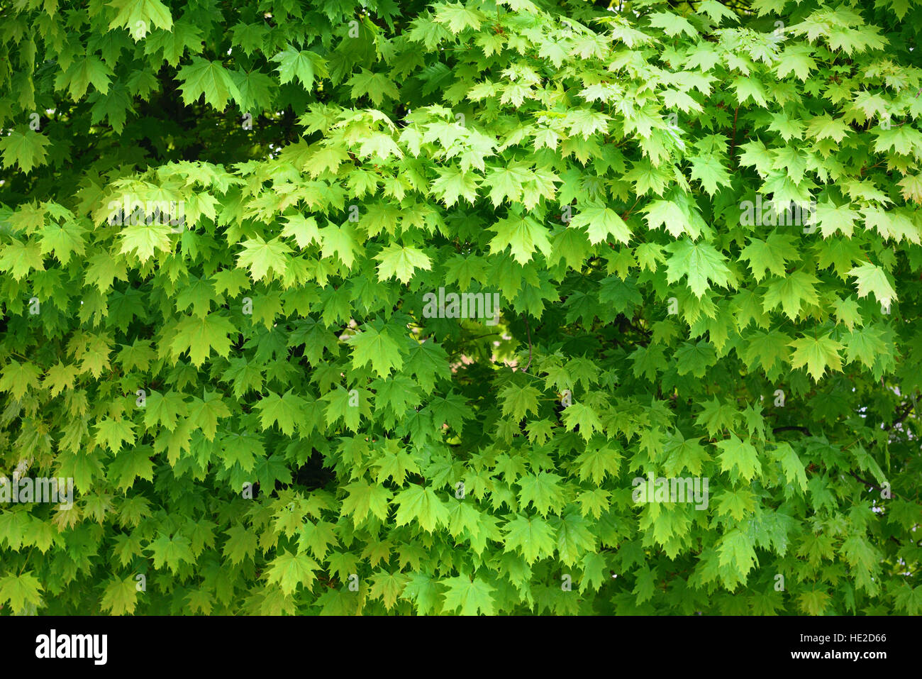 Young maple tree leaves growing in springtime Stock Photo - Alamy