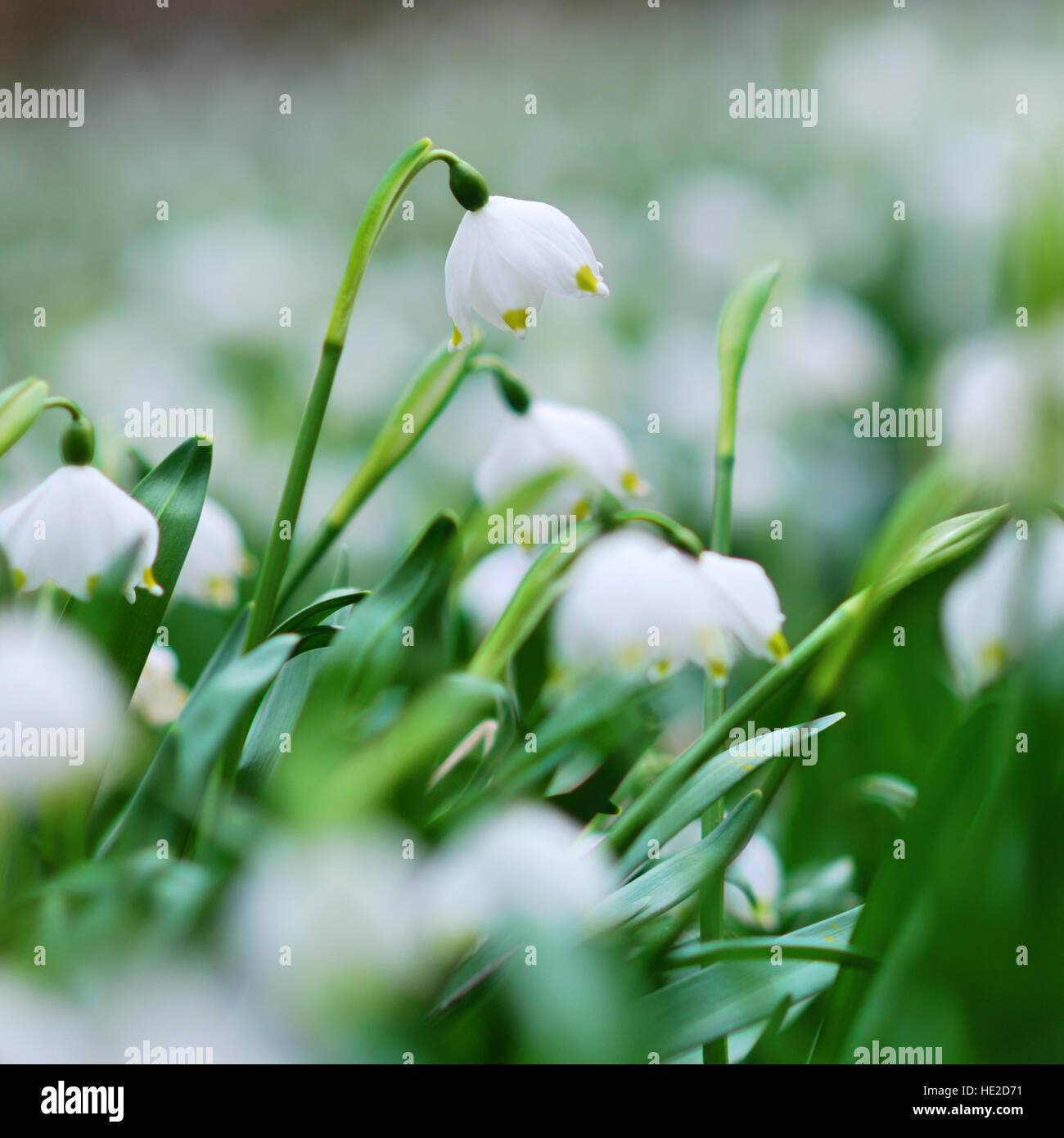 Early spring snowflake wild flowers in bloom Stock Photo - Alamy
