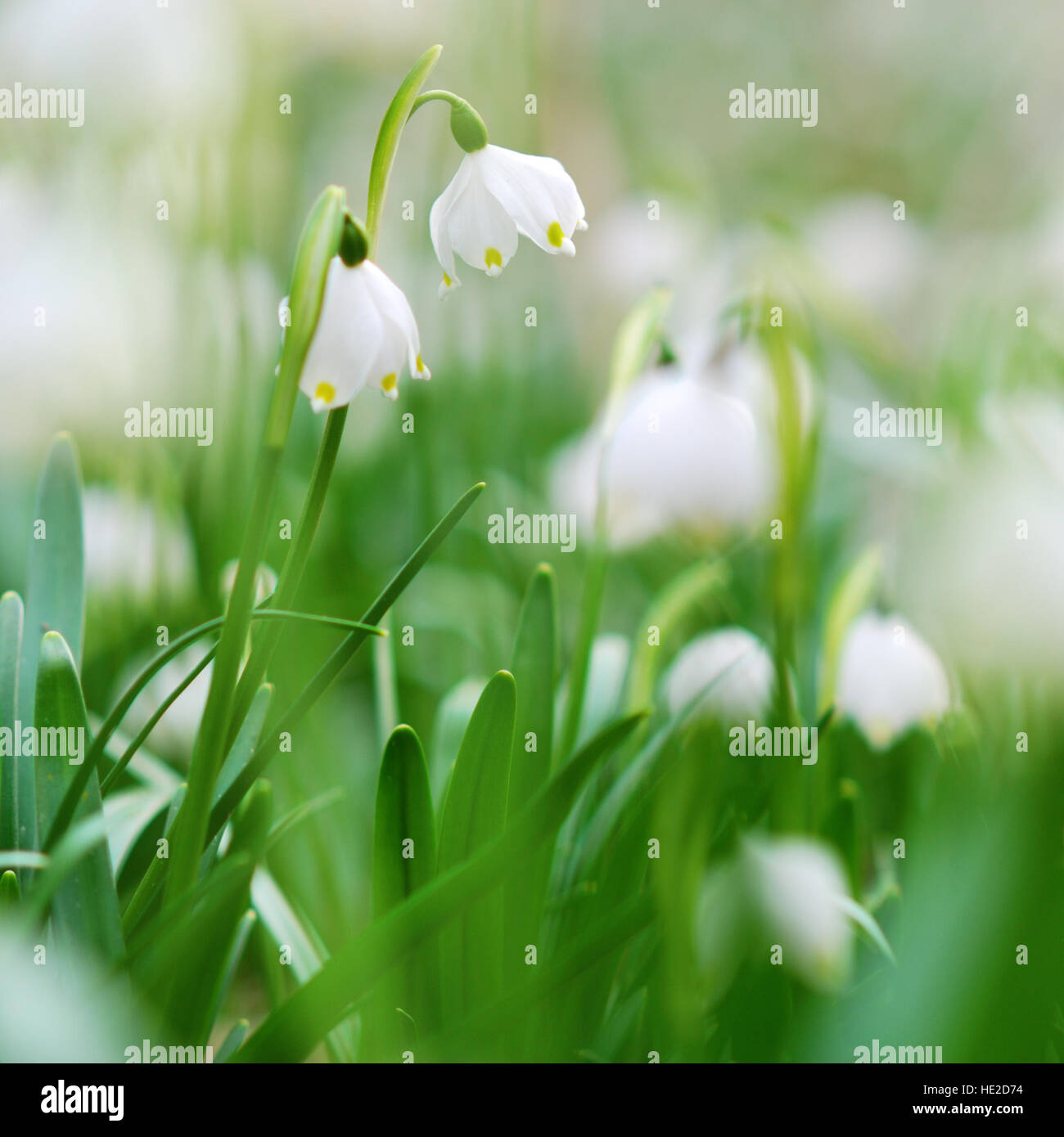 Early spring snowflake wild flowers in bloom Stock Photo - Alamy