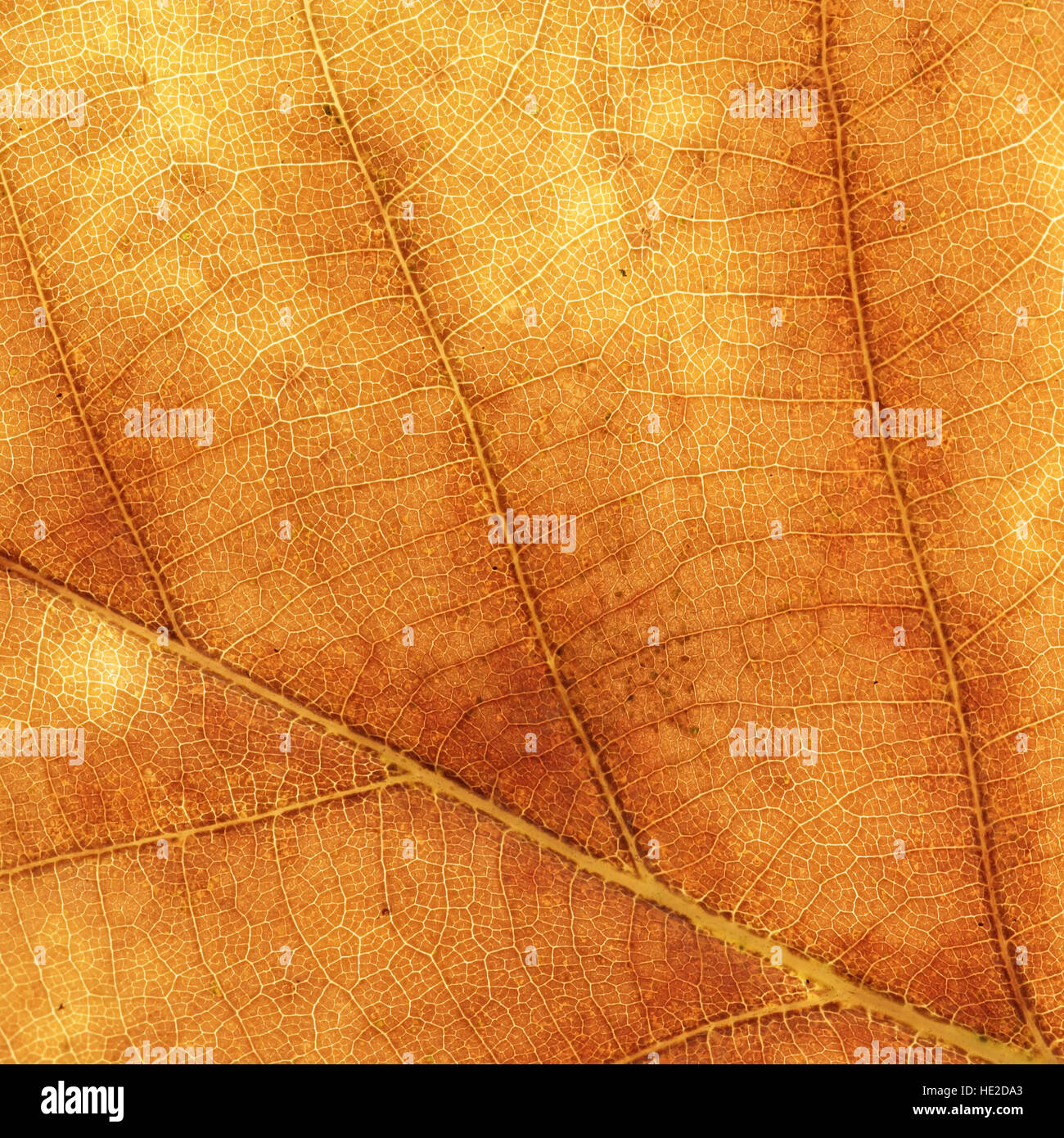 Detailed texture of a brown maple leaf Stock Photo - Alamy