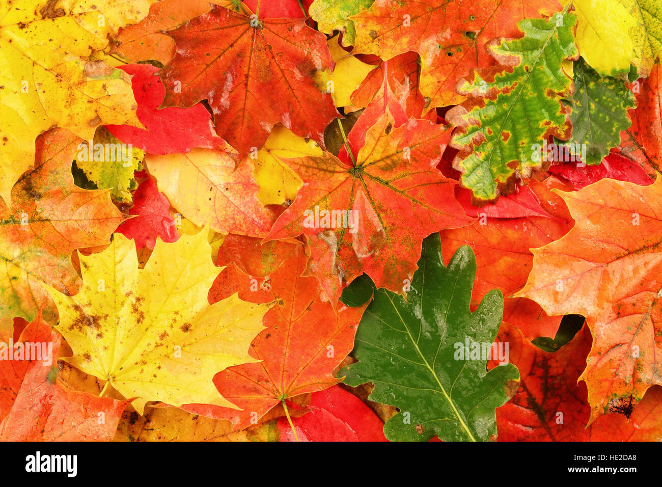 Colorful wet autumn fallen leaves background Stock Photo - Alamy