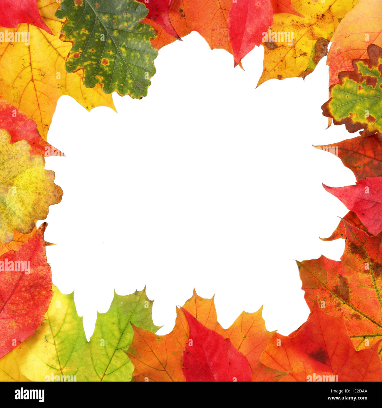 Frame composed of colorful autumn leaves Stock Photo - Alamy