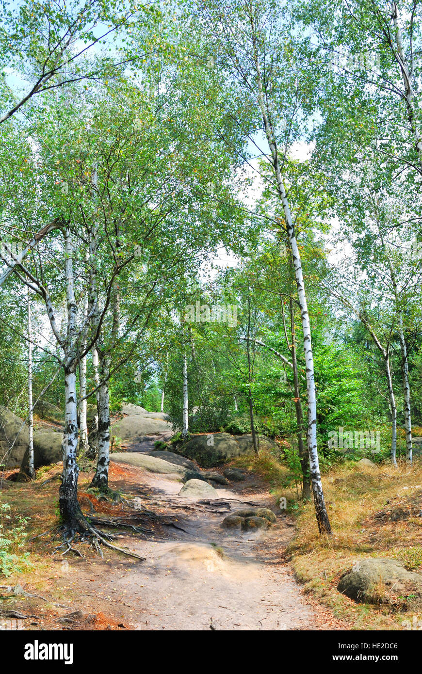 Green birch trees and narrow hiking trail Stock Photo - Alamy