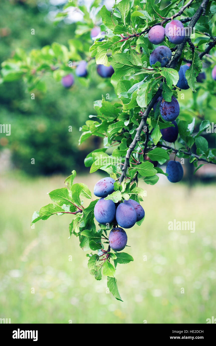 Plum tree branch with blue plum fruit Stock Photo - Alamy