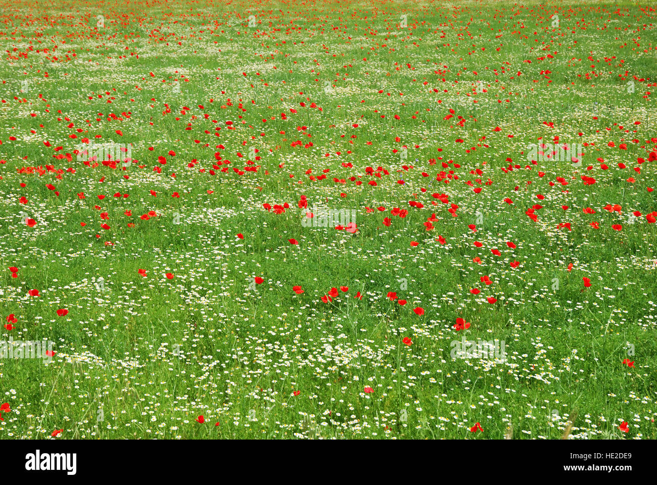 Corn daisy hi-res stock photography and images - Alamy