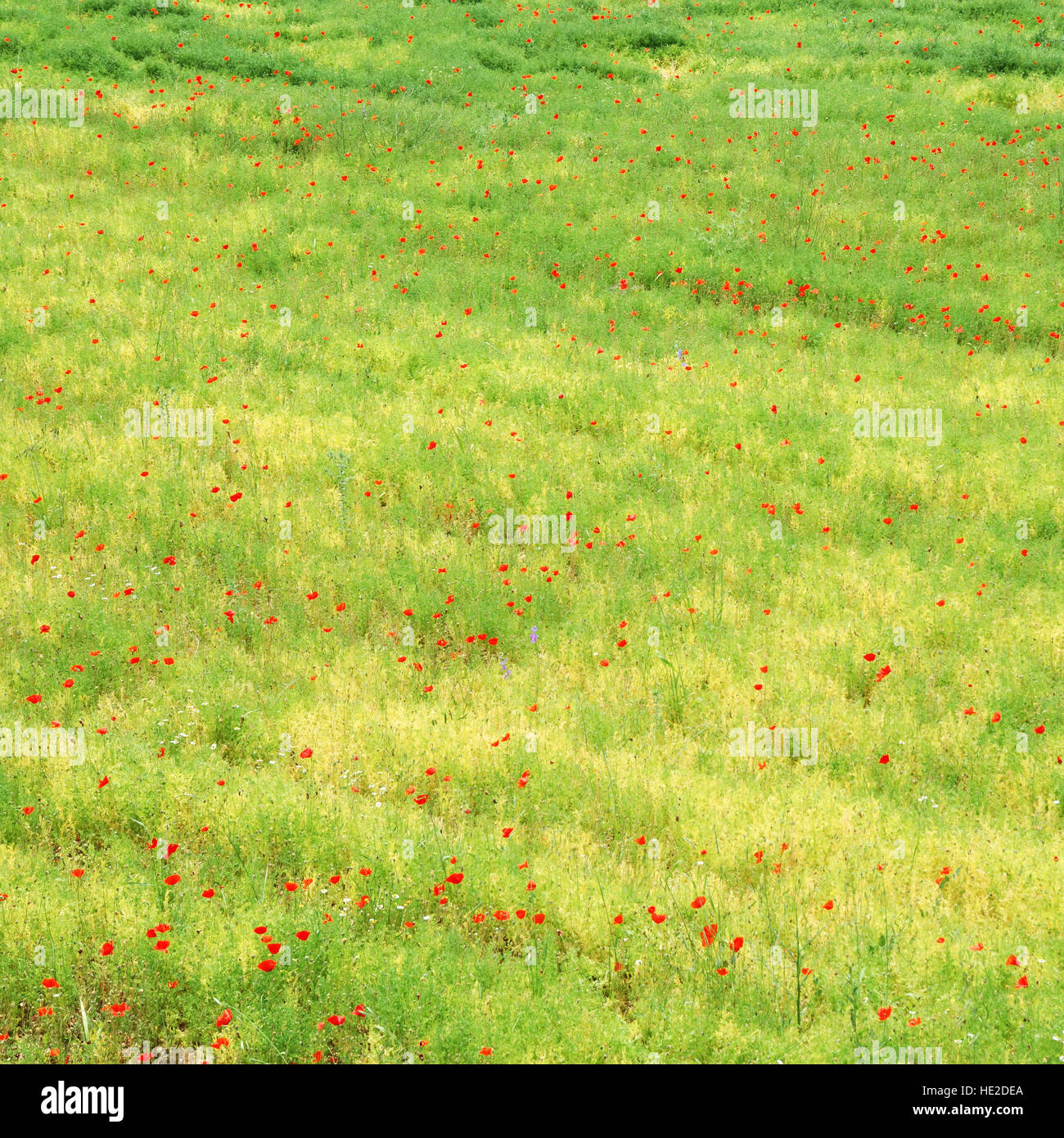 Abstract green field with corn poppy flowers Stock Photo - Alamy