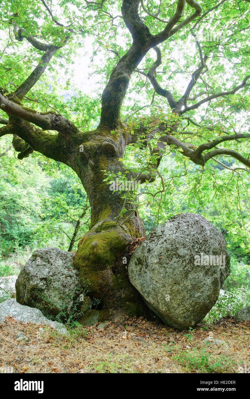 Old crooked tree surrounded by big stones Stock Photo - Alamy