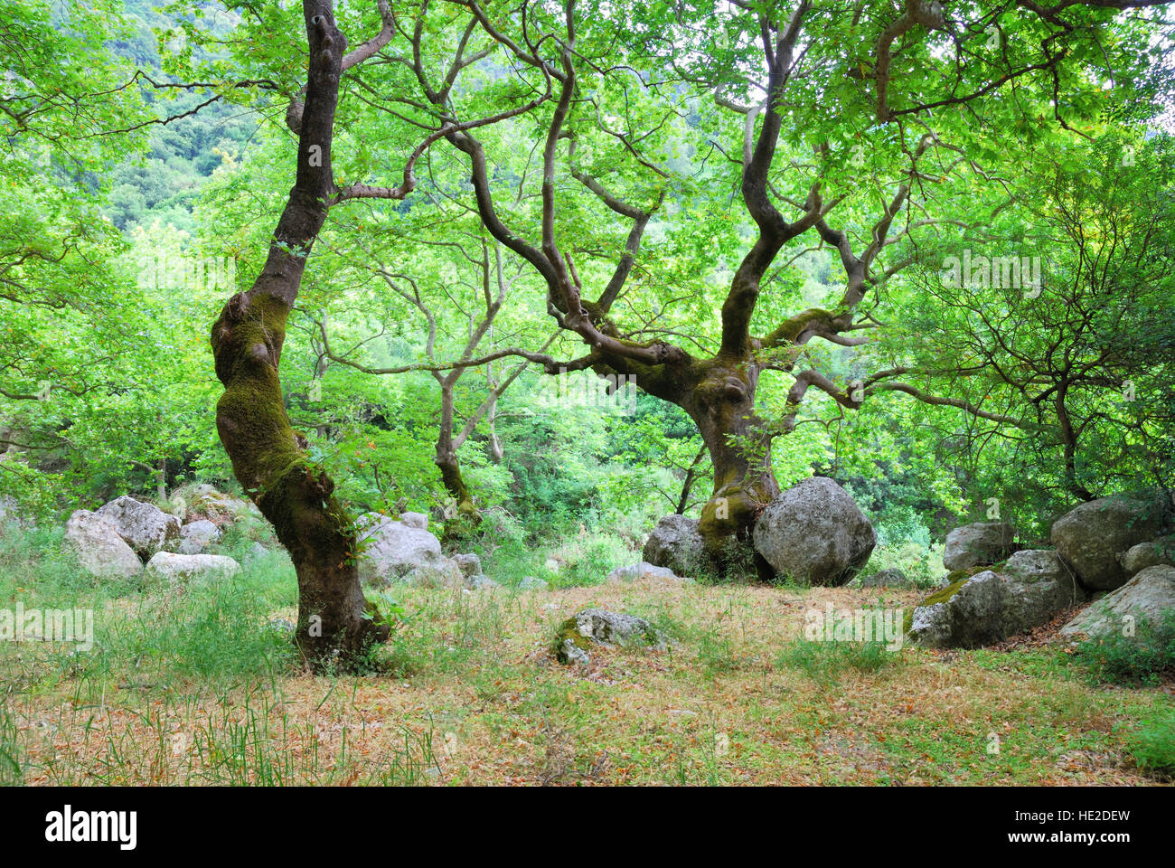 Green grove with old trees and big boulders Stock Photo - Alamy
