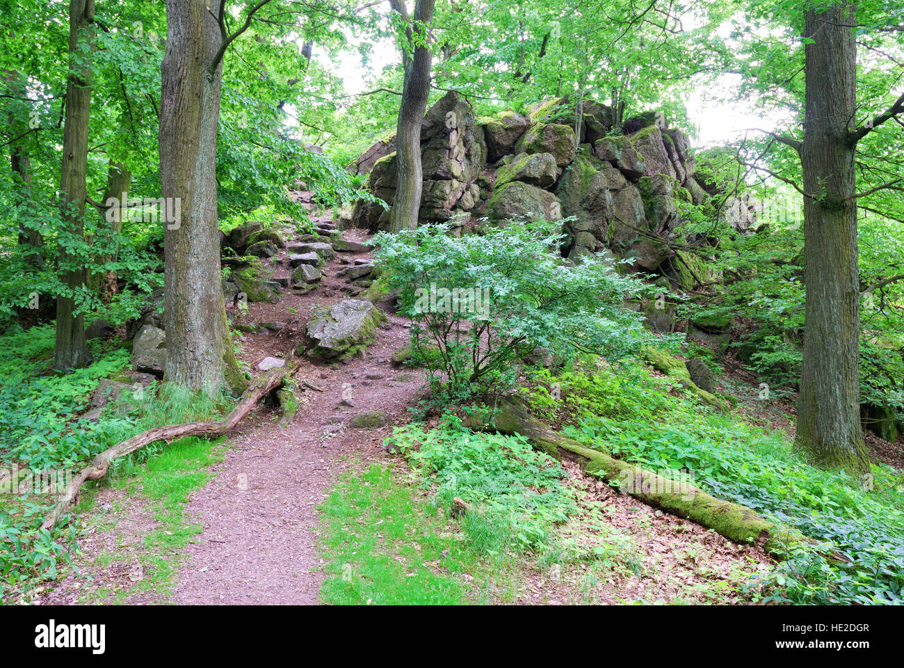 Small hiking trail in green forest with rock Stock Photo - Alamy