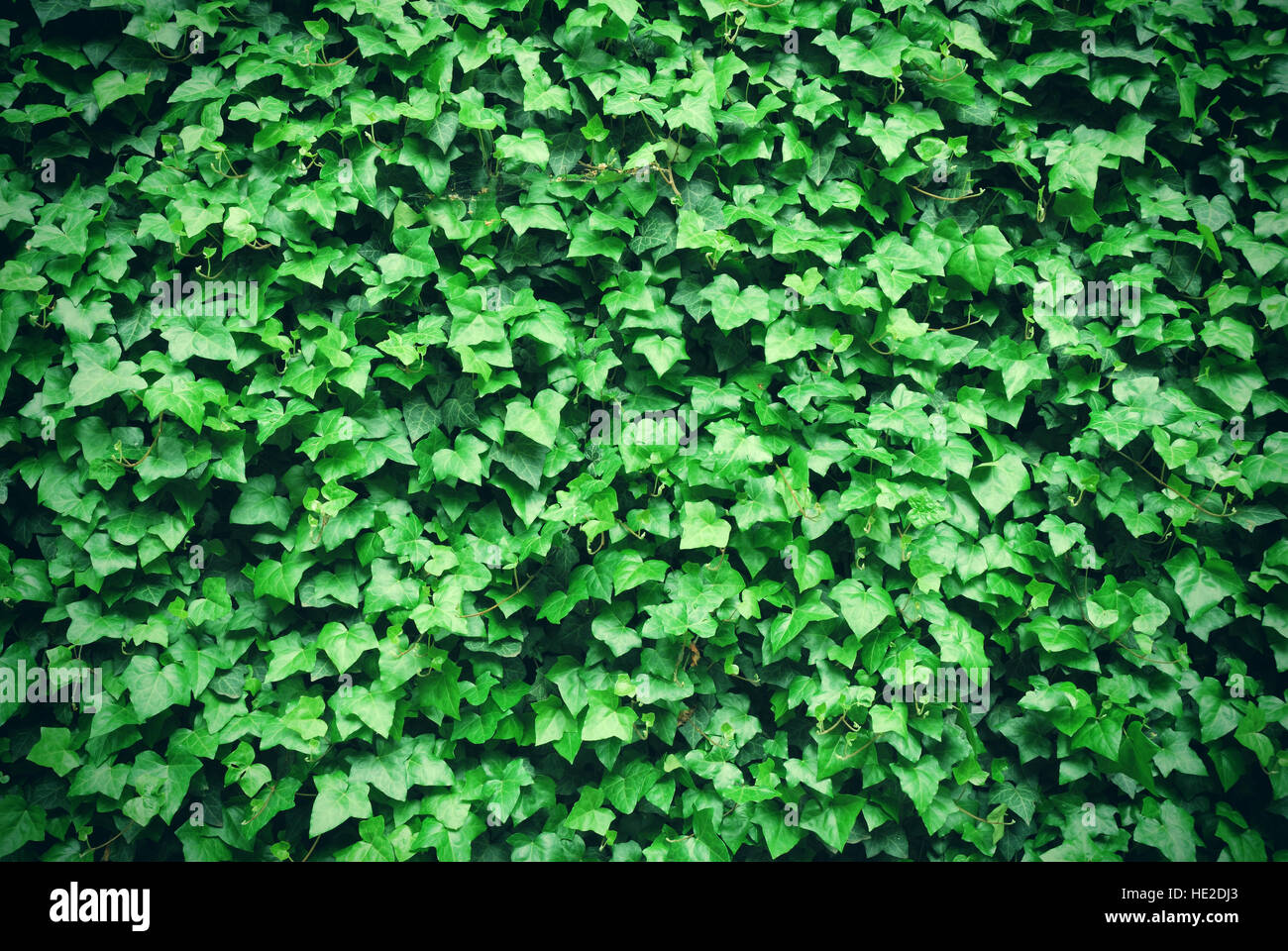 Thick green ivy leaves background Stock Photo - Alamy