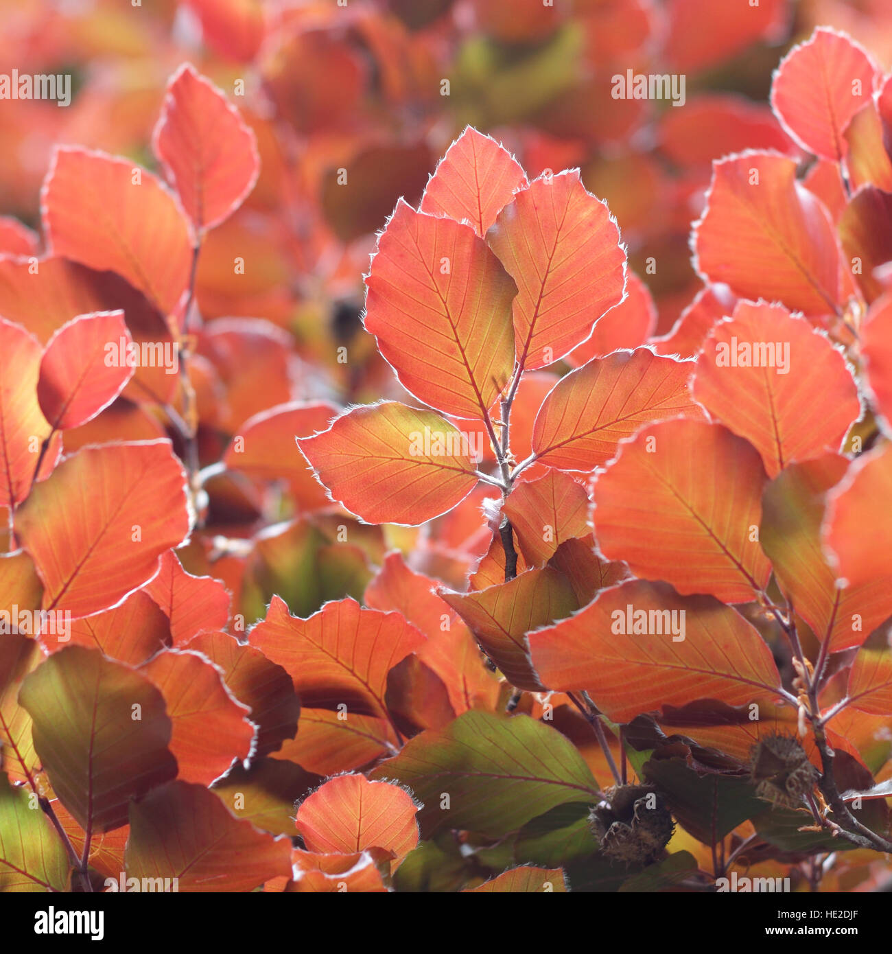 Colorful red beech tree leaves background Stock Photo - Alamy