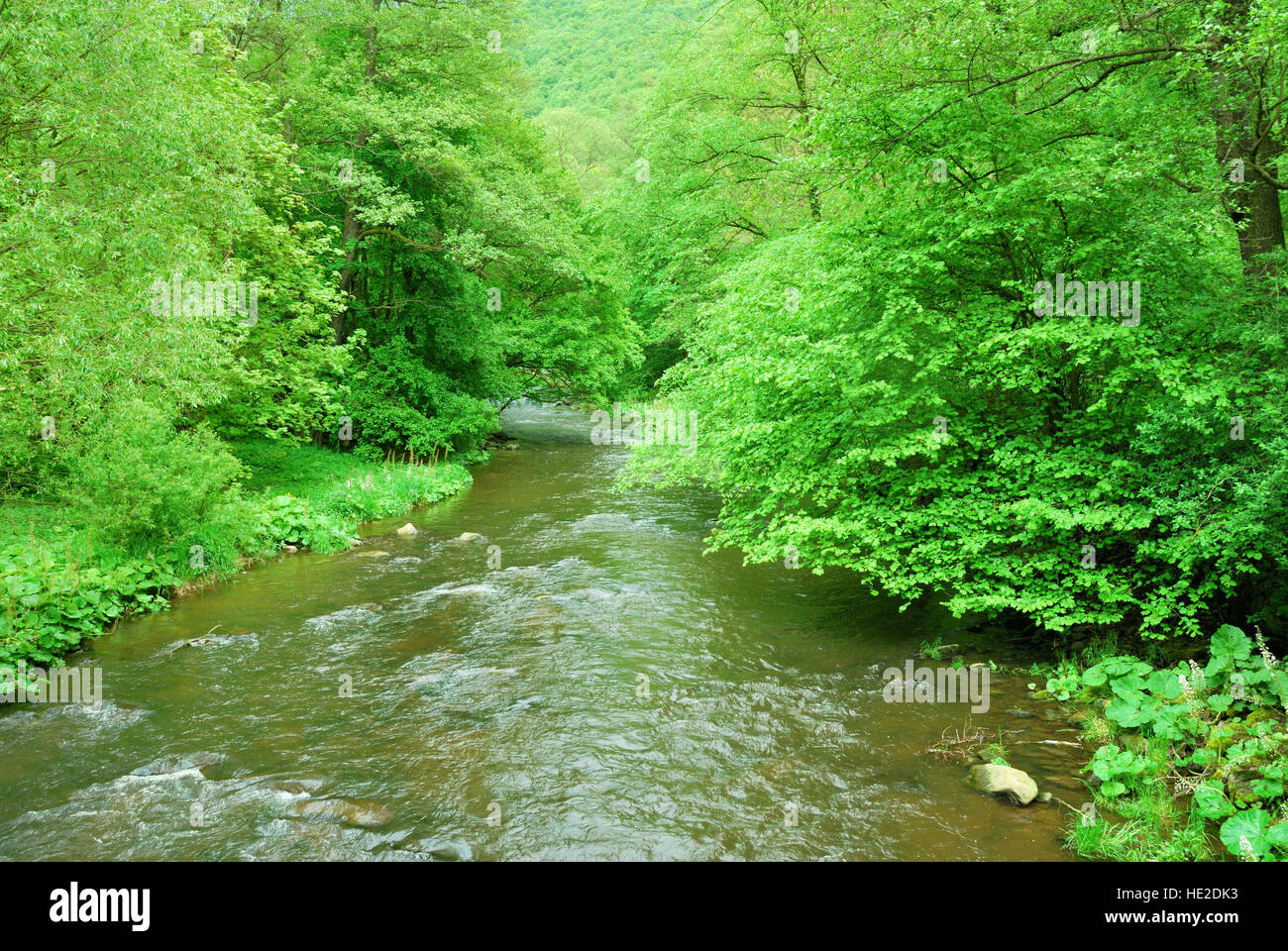 Small river flowing trough green forest Stock Photo - Alamy