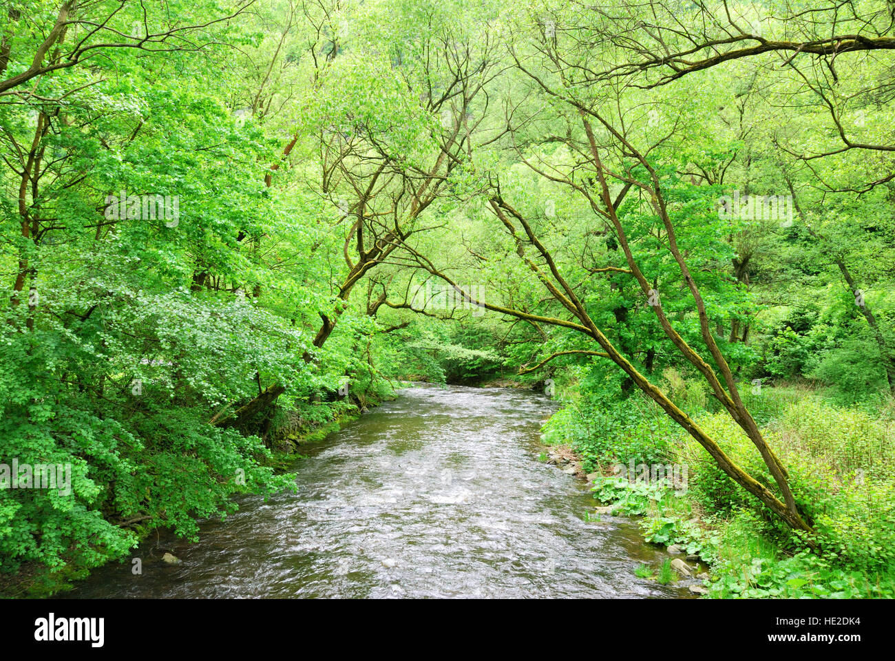 Small Clean River and trees leaning over from the banks Stock Photo - Alamy