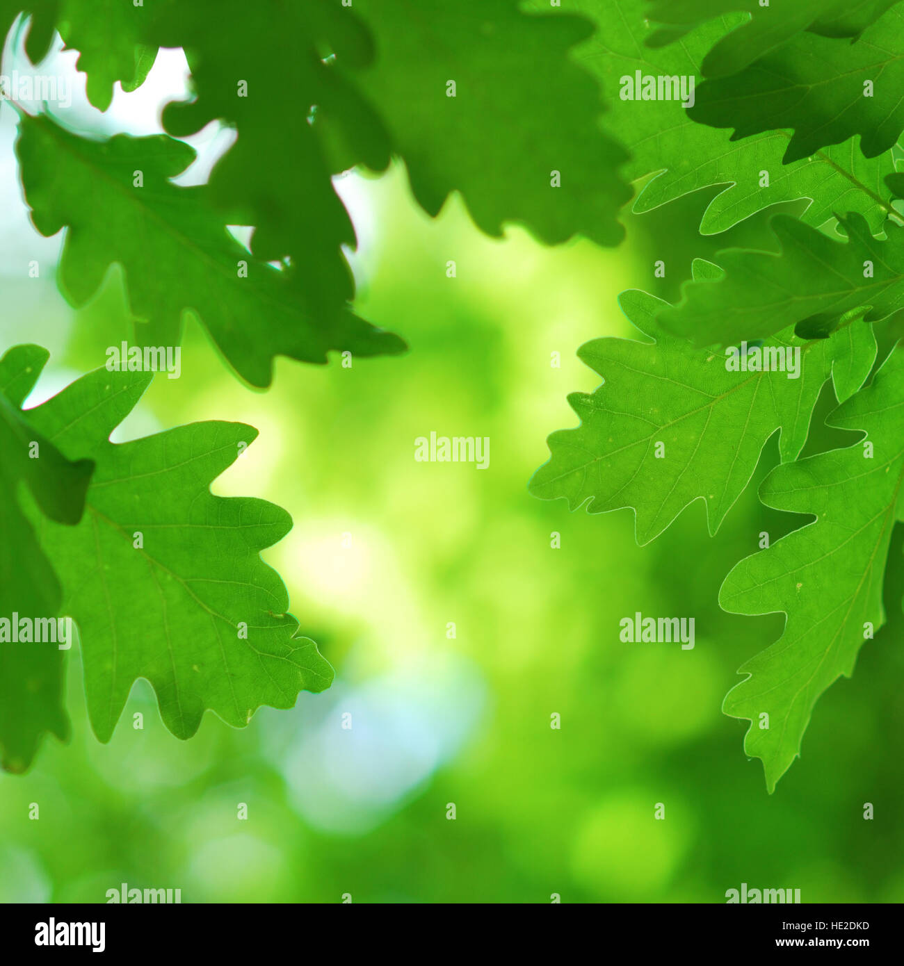 Lite green leaves hi-res stock photography and images - Alamy