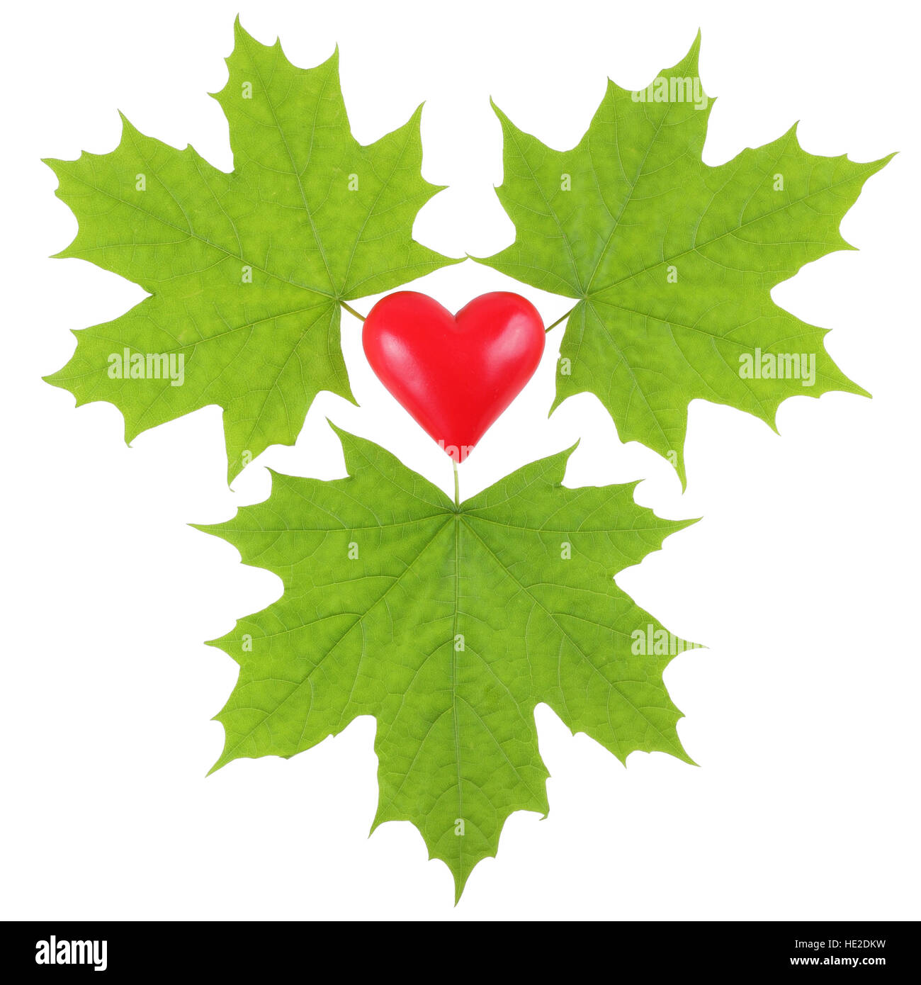 Green maple leaves surrounding a red plastic heart on a white ...