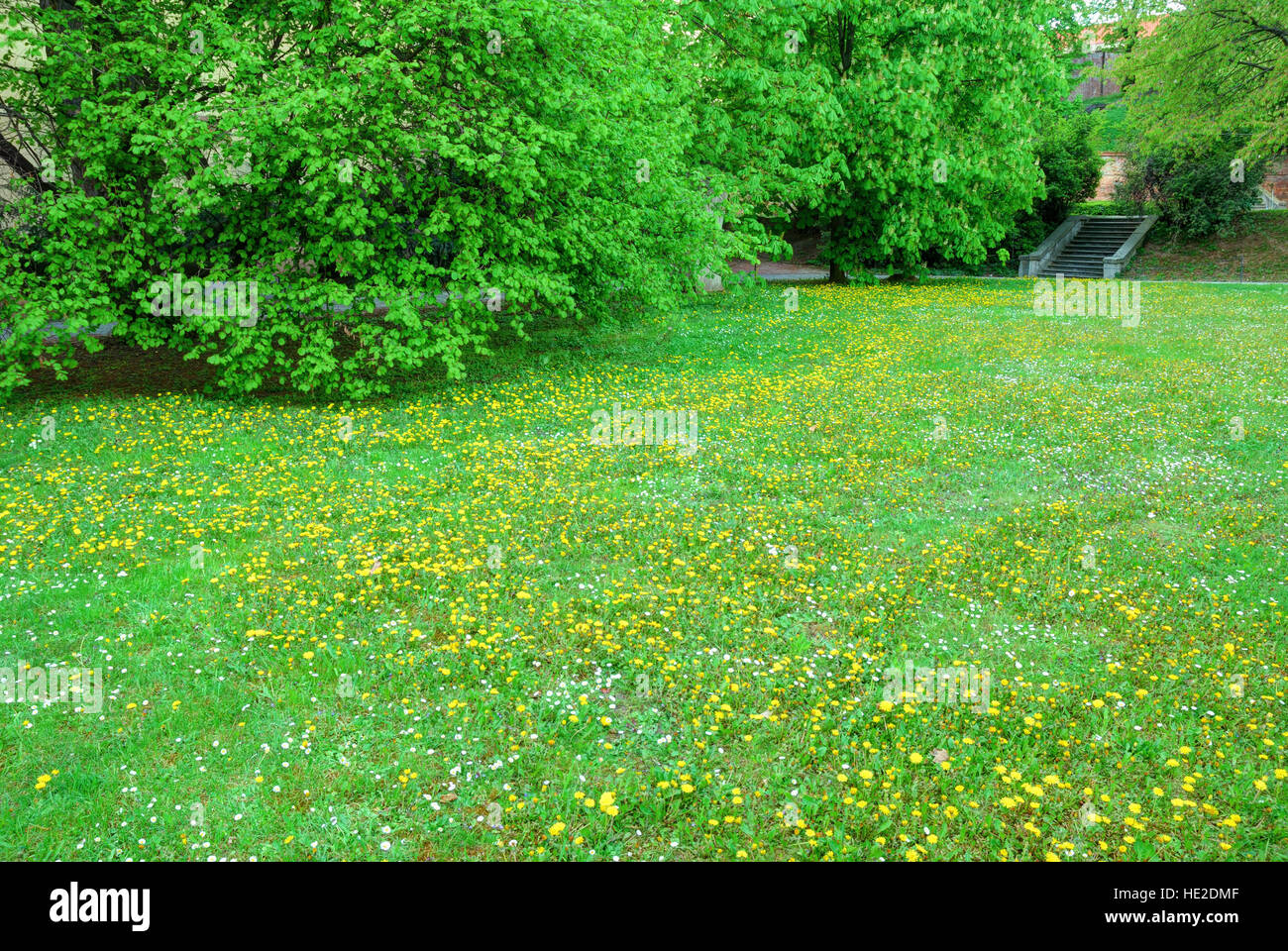 Colorful lawn with flowers and green trees in spring Stock Photo - Alamy