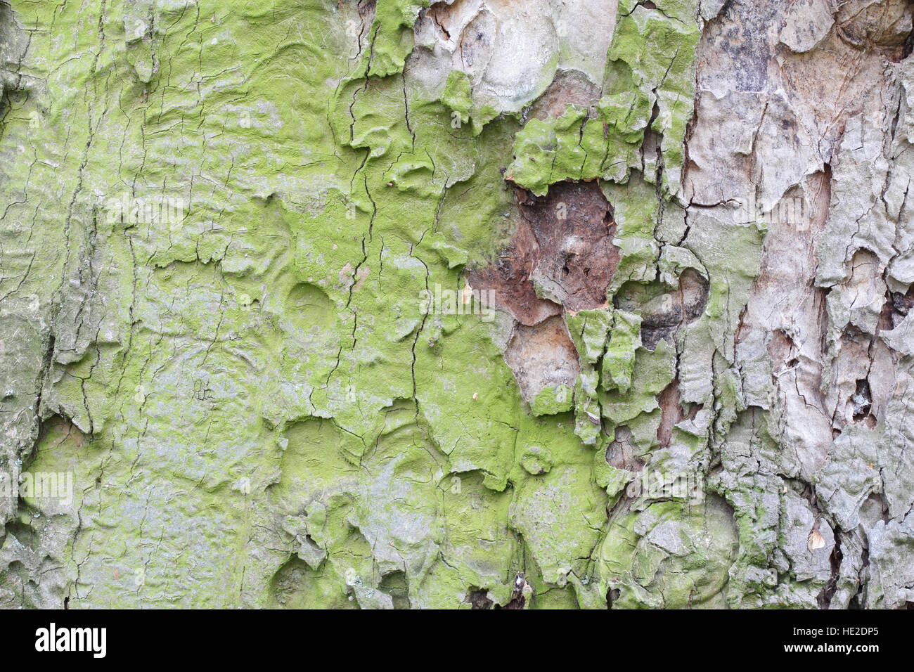 Old oak coarse bark texture Stock Photo - Alamy