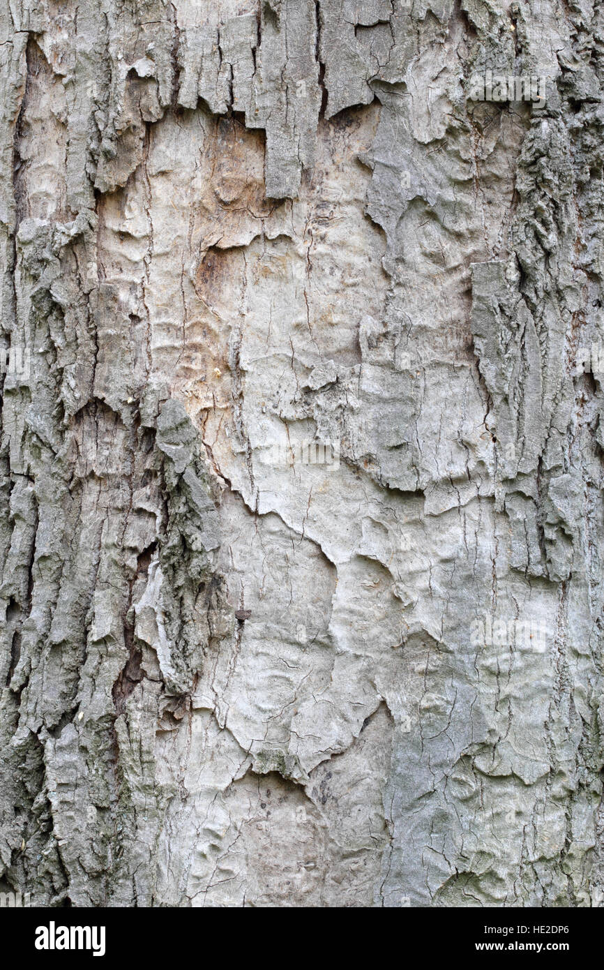 Old oak coarse bark texture Stock Photo - Alamy
