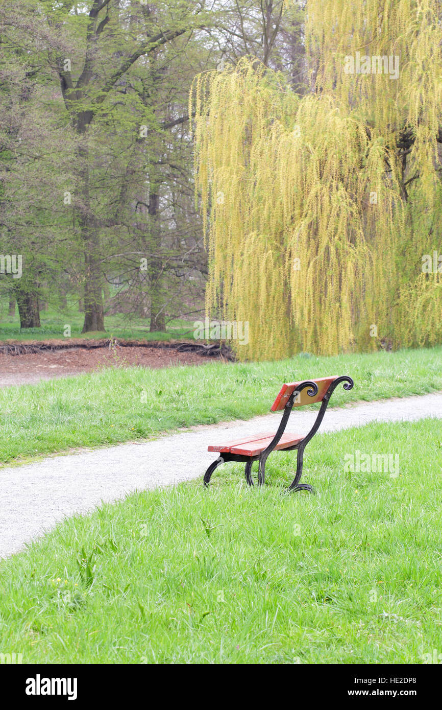 Single park bench with footpath and willow tree in the background Stock ...