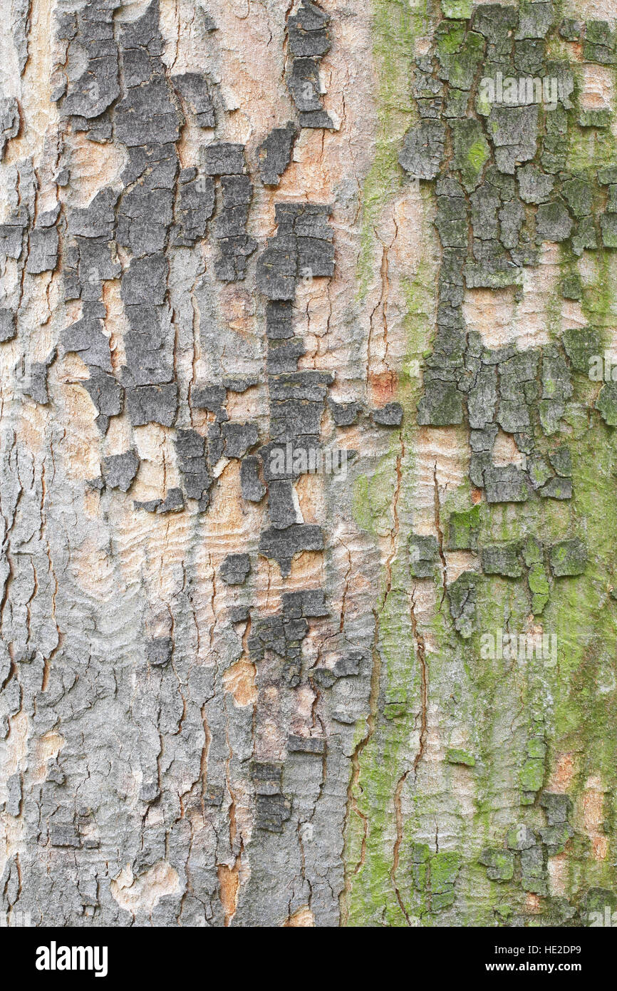Plane tree colorful bark texture Stock Photo - Alamy