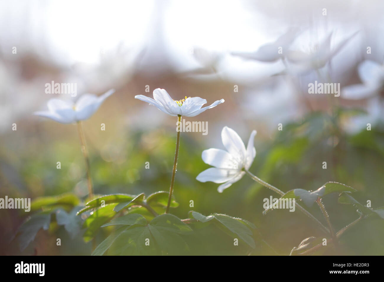 Wild white flowers in forest meadow in spring Stock Photo - Alamy